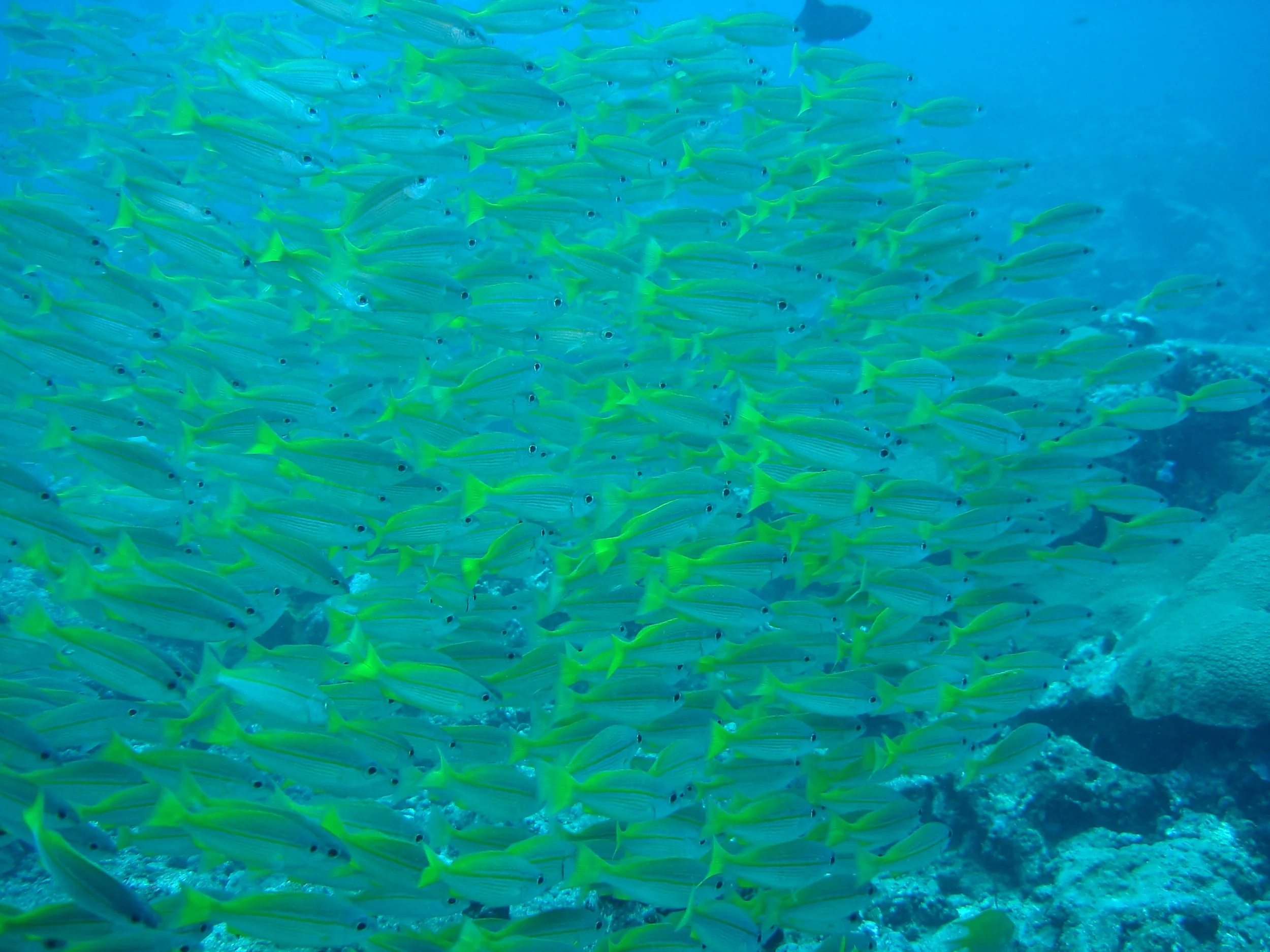 Family Caesionidae - Fusiliers — Coke Smith Wildlife