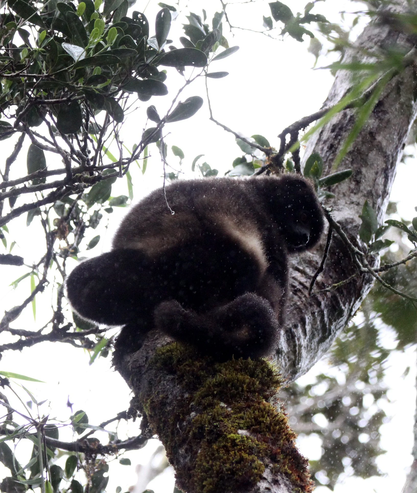 Propithecus edwardsi Milne-Edwards Sifaka — Coke Smith Wildlife