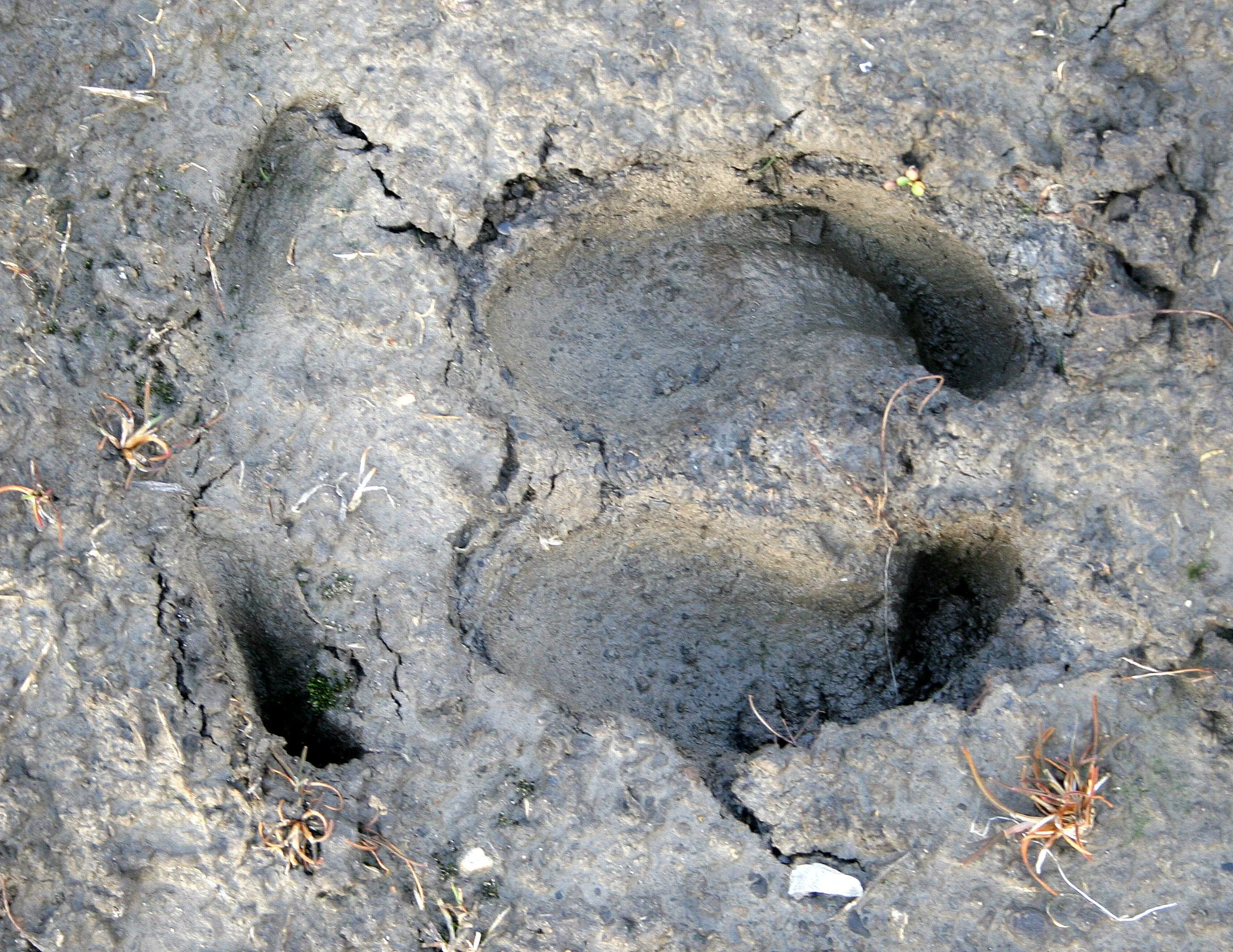 Genus Rangifer the Reindeer — Coke Smith Wildlife