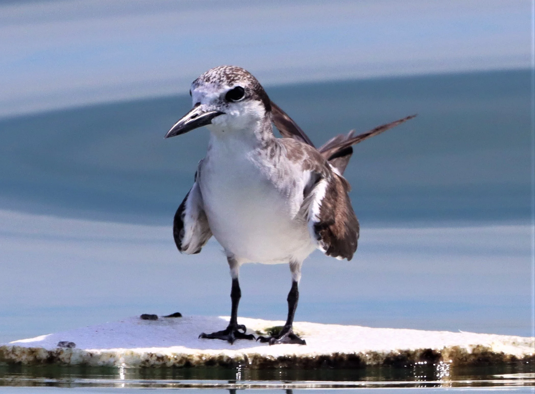 Bridled Tern (Onychoprion anaethetus) Thailand — Coke Smith Wildlife