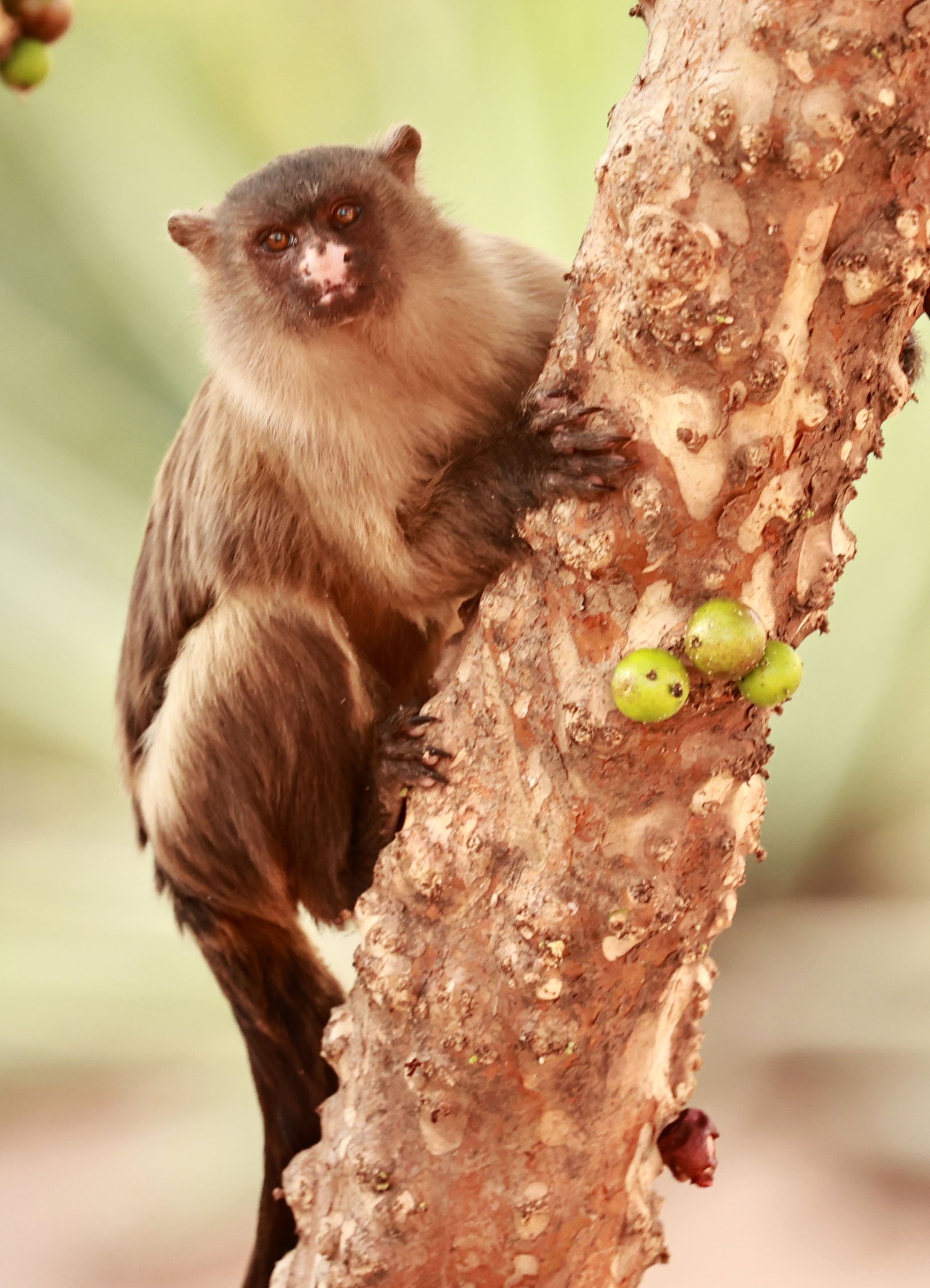 Order Primates — Coke Smith Wildlife