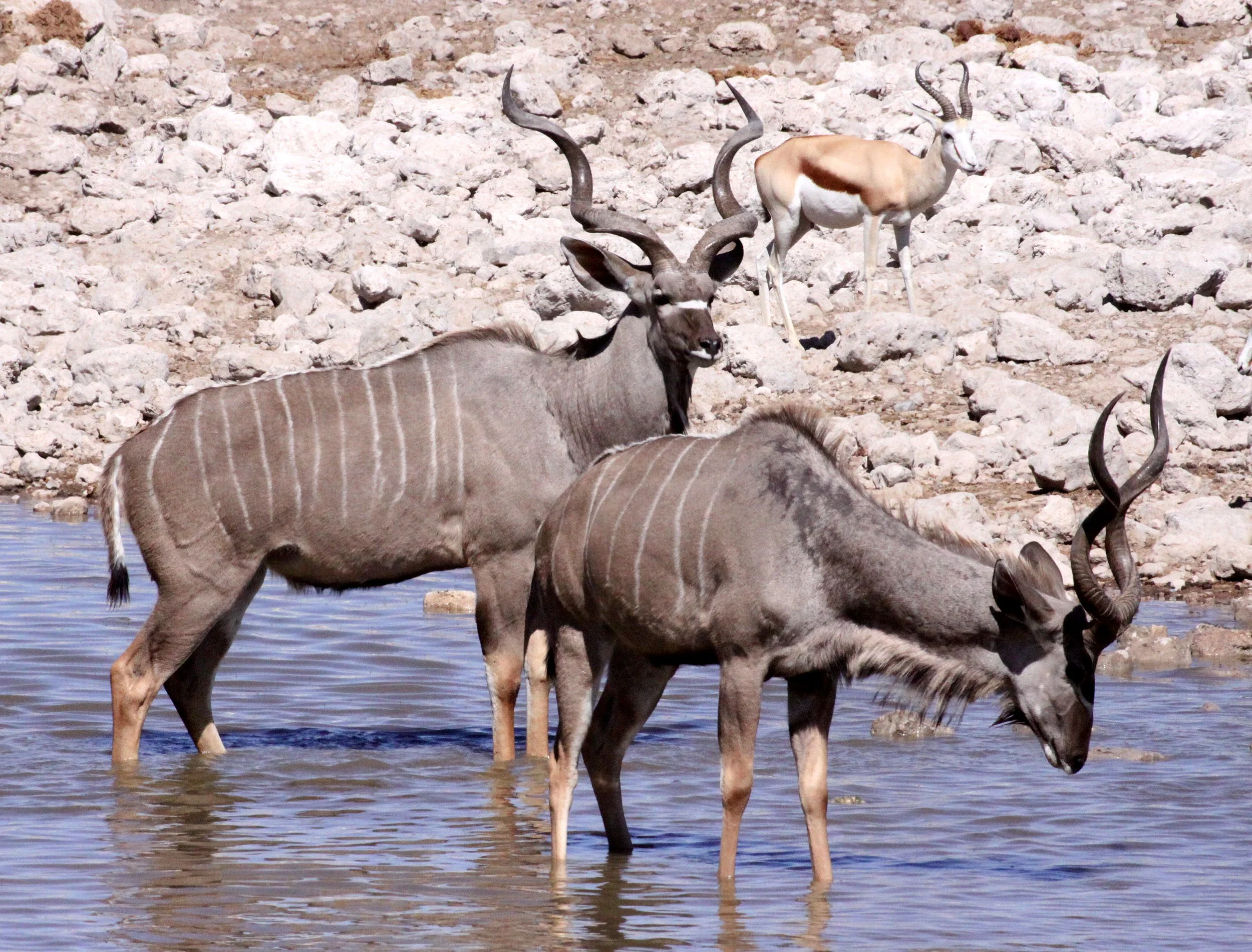 Genus Tragelaphus the Kudu — Coke Smith Wildlife