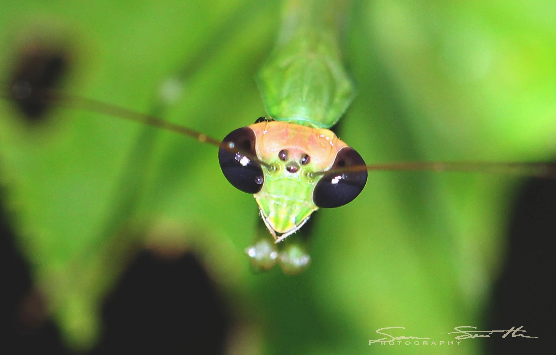 Order Mantodea - Mantids — Coke Smith Wildlife