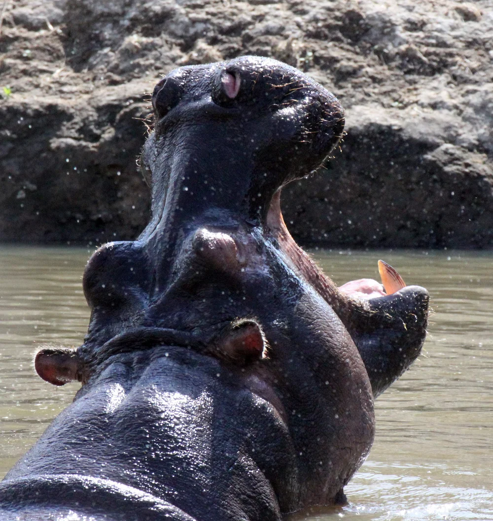 Hippopotamus amphibius Hippos — Coke Smith Wildlife