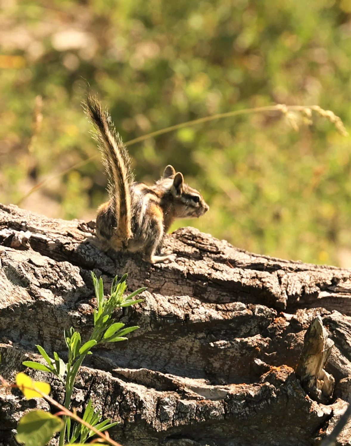 Genus Neotamias Western Chipmunks — Coke Smith Wildlife
