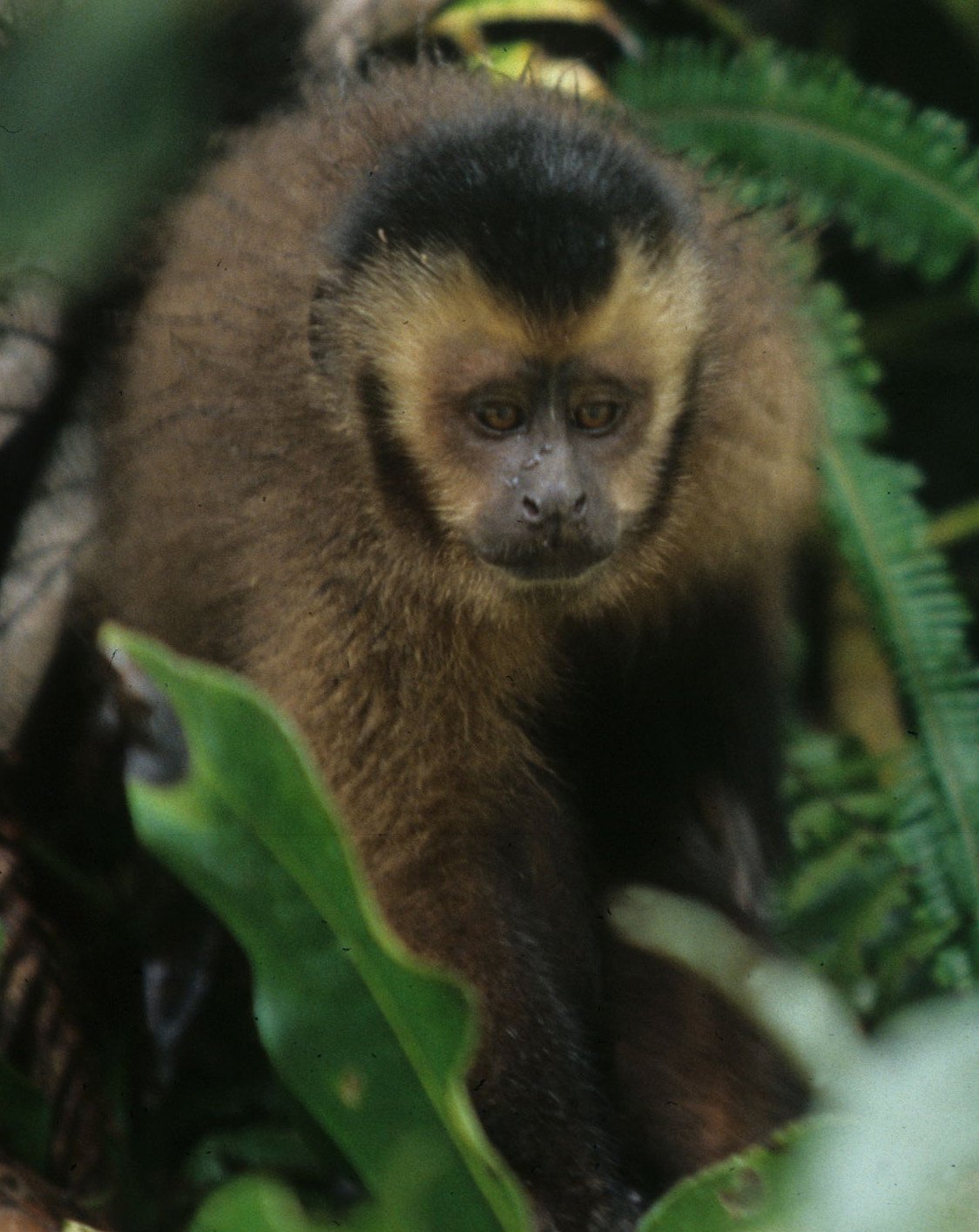 Sapajus macrocephalus Large-headed Capuchin — Coke Smith Wildlife