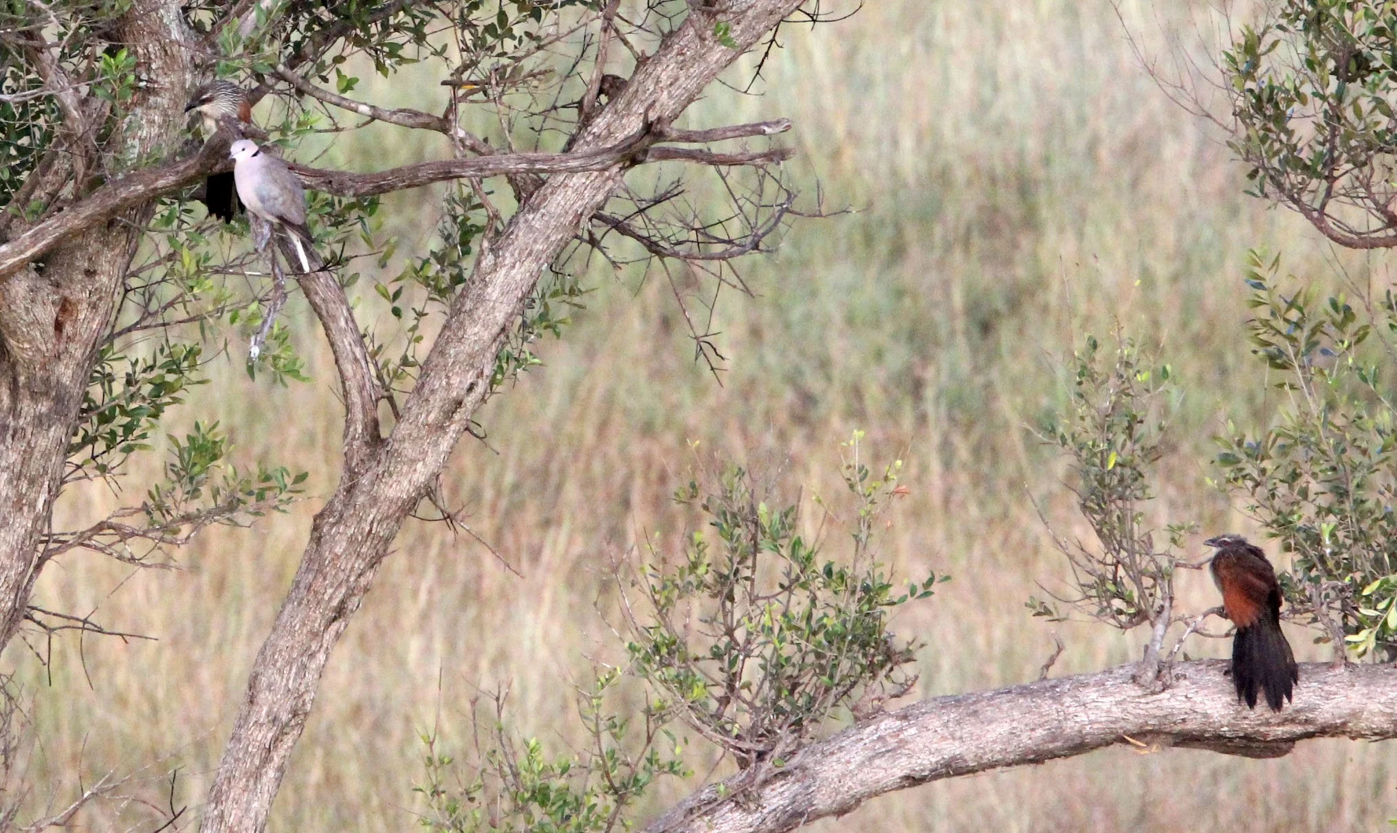 Genus Centropus Coucals — Coke Smith Wildlife
