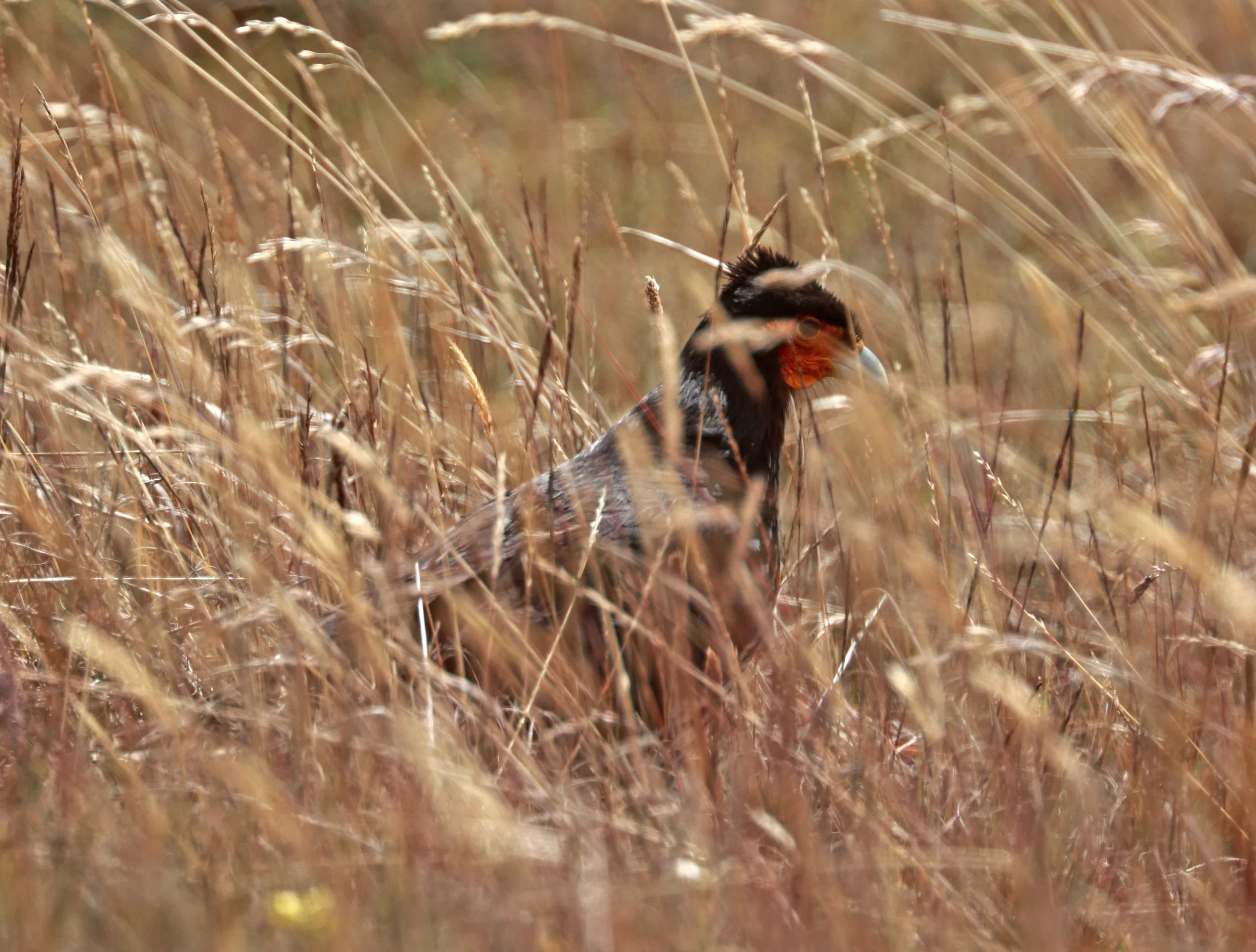 Carunculated Caracara (Phalcoboenus carunculatus) Antisana National ...