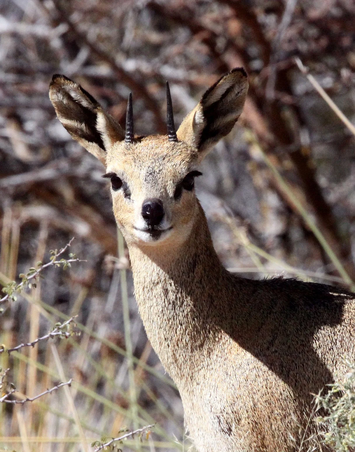 Oreotraginae Klipspringers — Coke Smith Wildlife