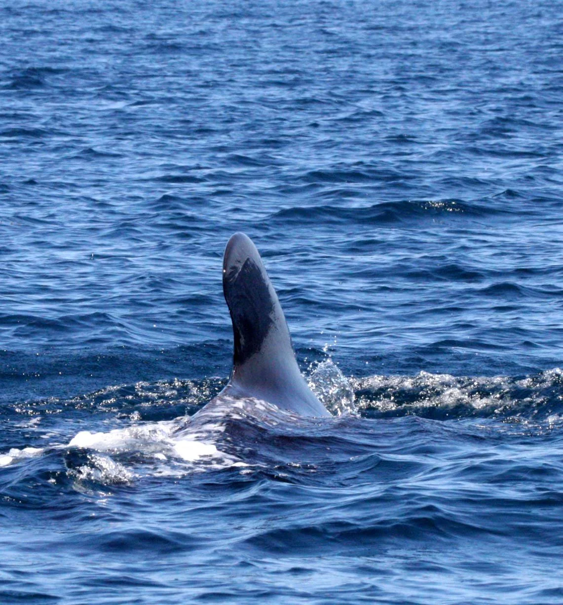 Globicephala macrorhynchus Short-finned Pilot Whale — Coke Smith Wildlife