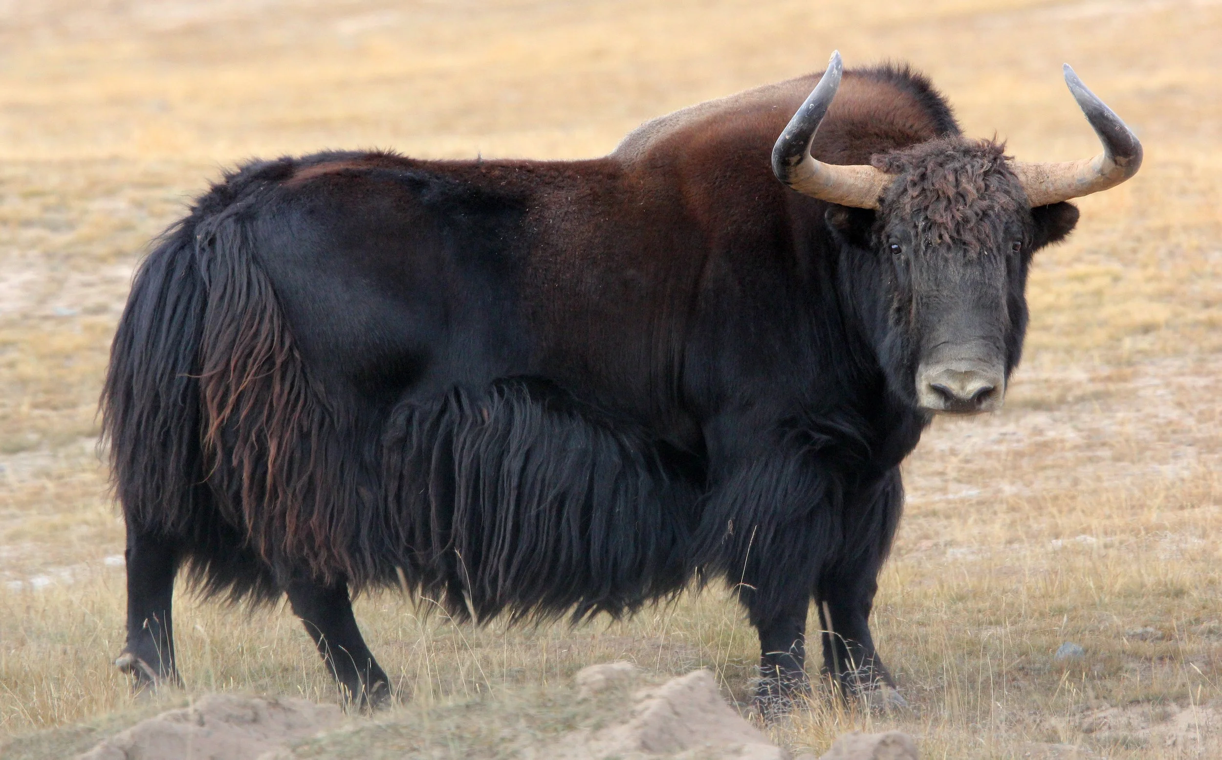 Bos mutus — Coke Smith Wildlife