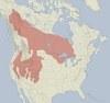 Genus Neotamias Western Chipmunks — Coke Smith Wildlife