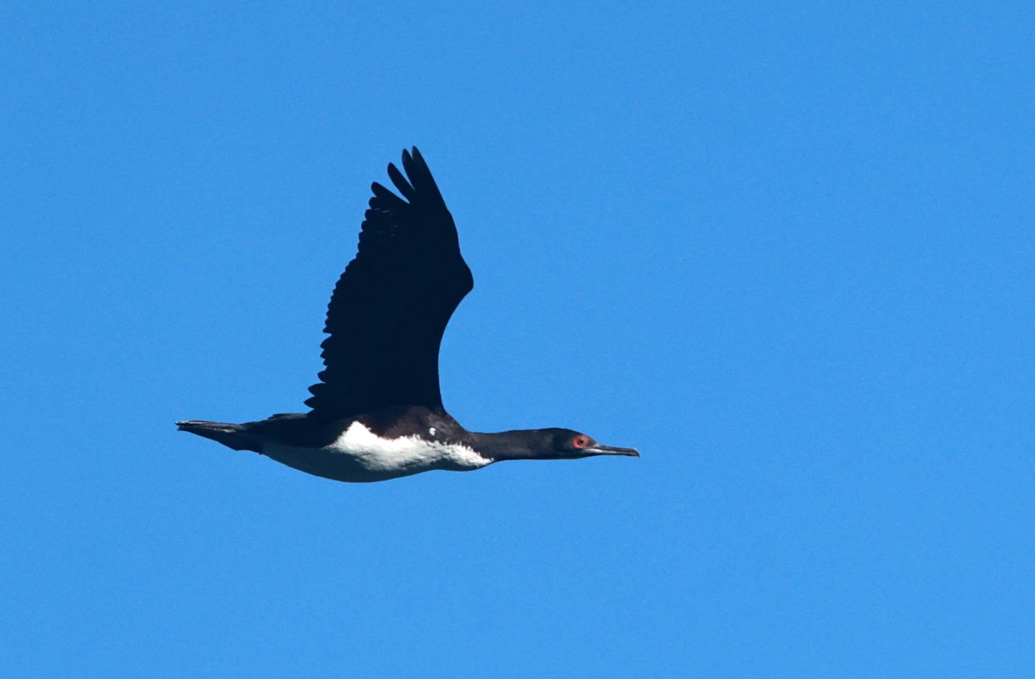 Birds of Arica and Northern Coastal Chile — Coke Smith Wildlife