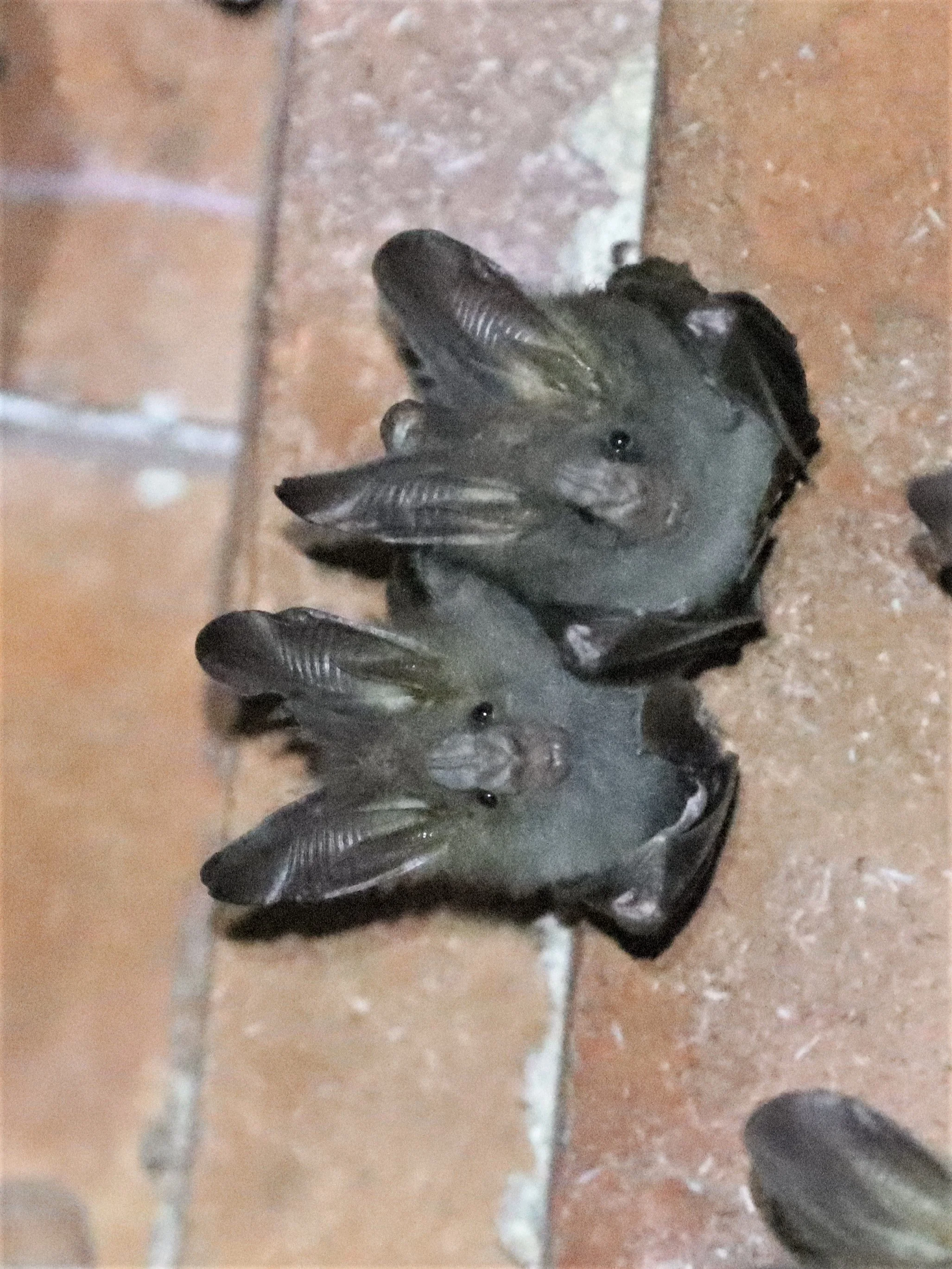 Genus Megaderma - False Vampire Bat — Coke Smith Wildlife