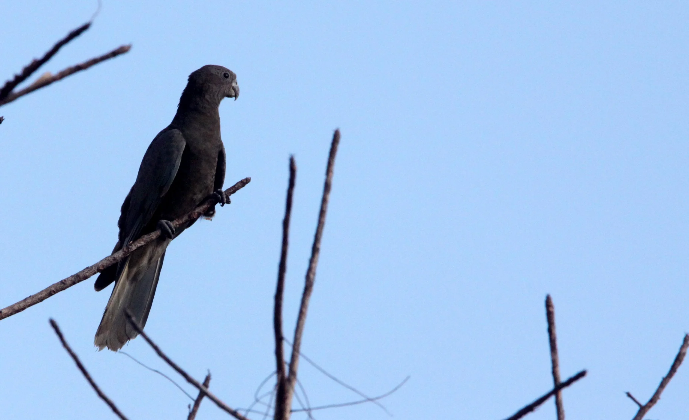 Lesser Vasa Parrot (Coracopsis nigra) Madagascar — Coke Smith Wildlife