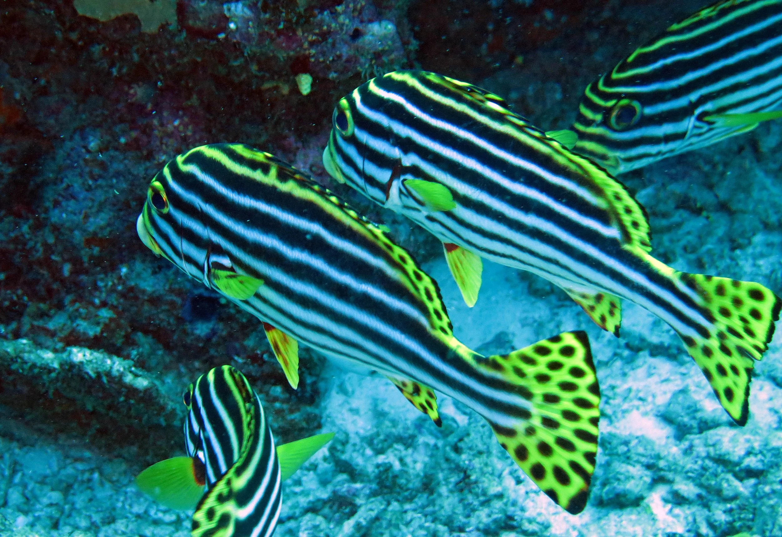 Family Haemulidae - Sweetlips — Coke Smith Wildlife