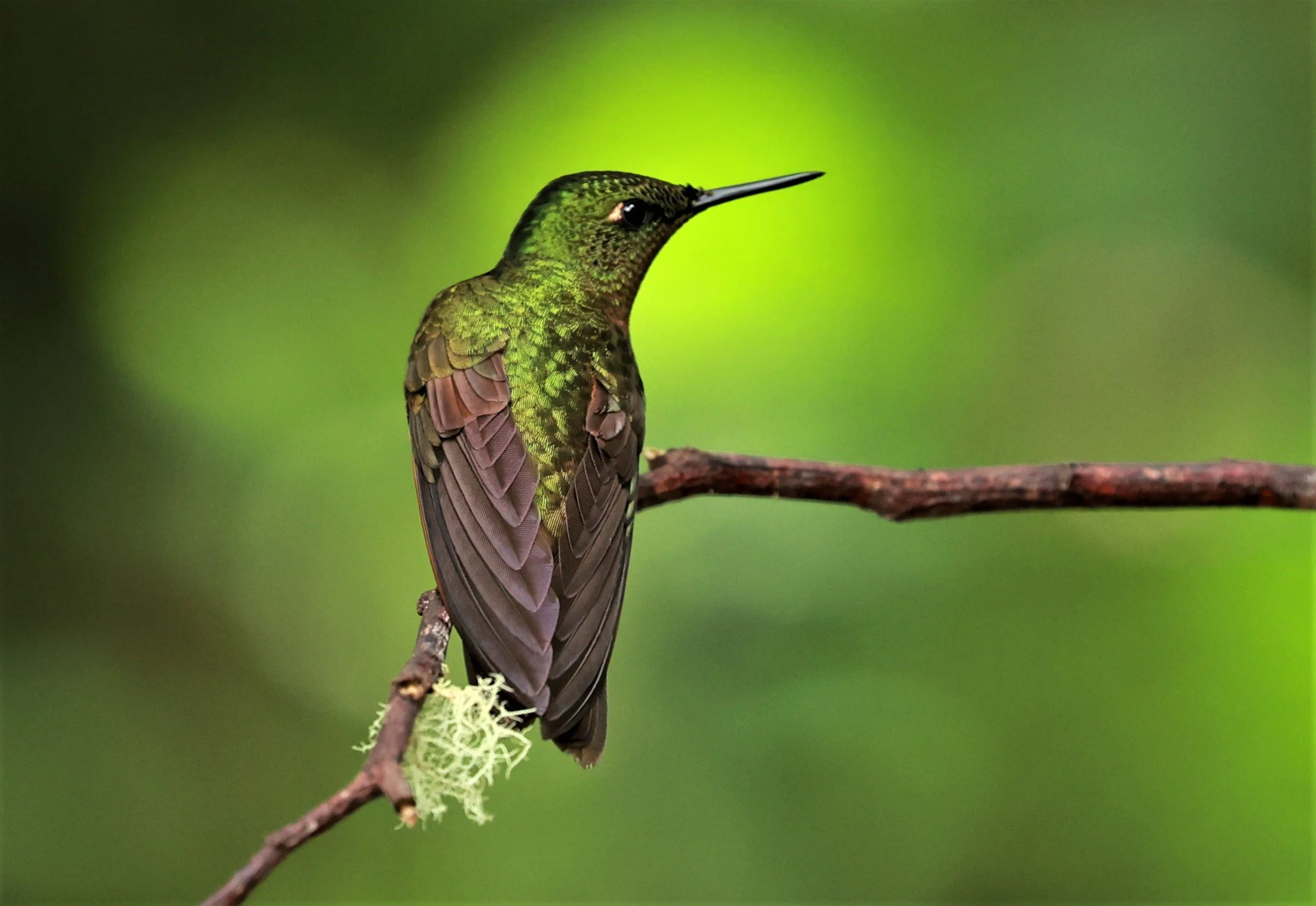 Birds of Terma de Papallacta, Papallacta Summit & Guango Lodge, Ecuador ...