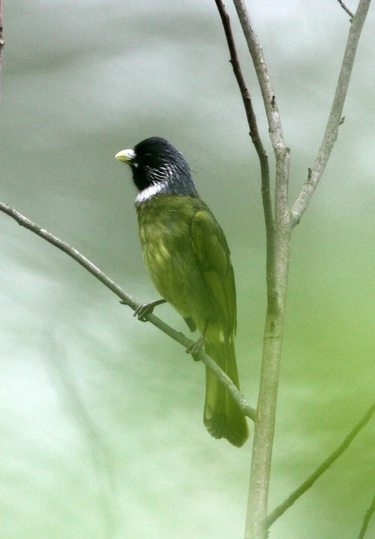 Genus Spizixos, Finchbills — Coke Smith Wildlife