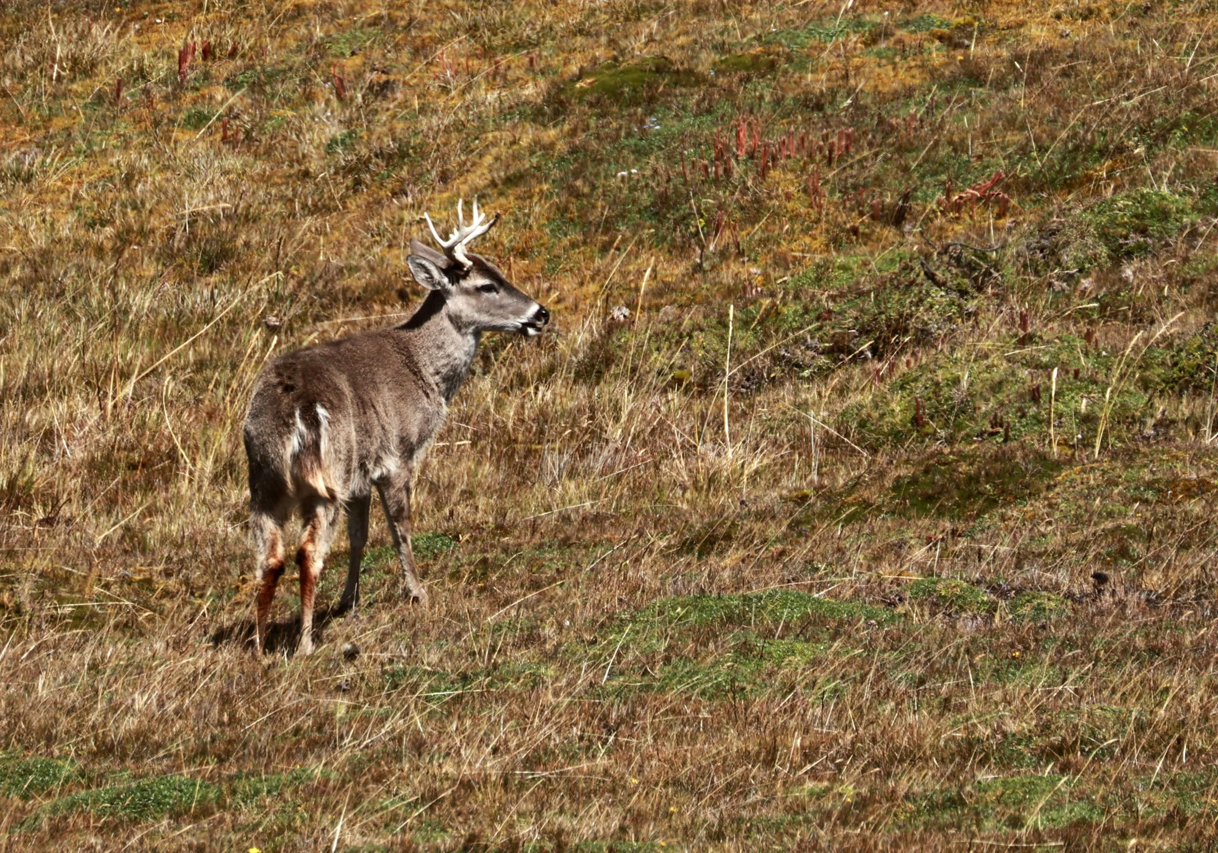 White-tailed Deer (Odocoileus virginianus) — Coke Smith Wildlife