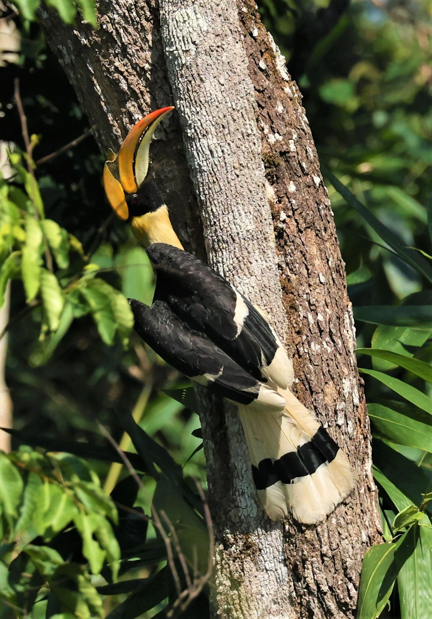 Great Hornbill (Buceros bicornis) — Coke Smith Wildlife