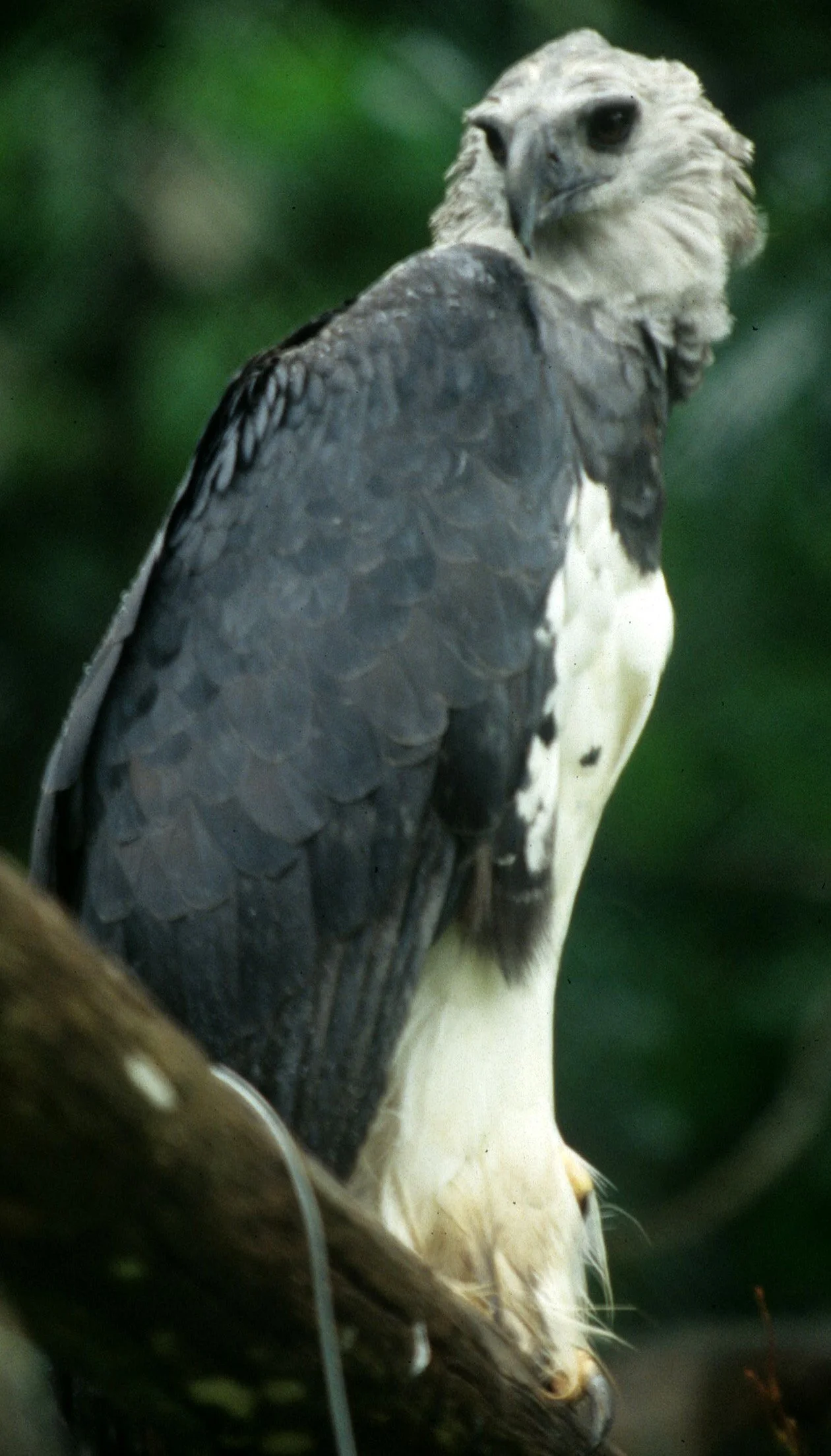 Harpy Eagle (Harpia harpyja) — Coke Smith Wildlife