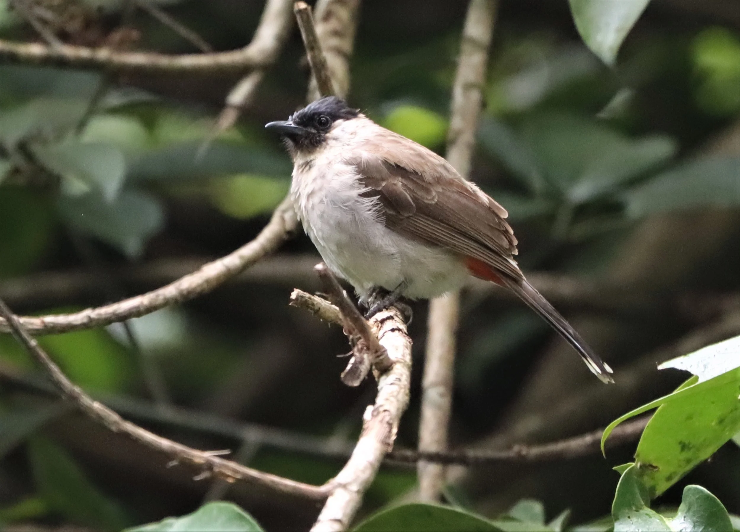 Sooty-headed Bulbul (Pycnonotus aurigaster) Thailand — Coke Smith Wildlife