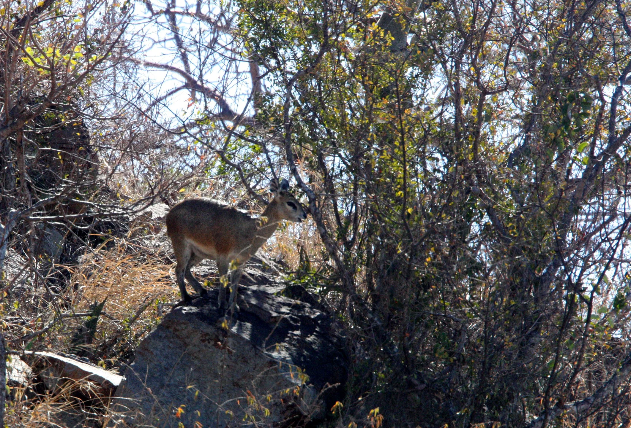 Oreotraginae Klipspringers — Coke Smith Wildlife