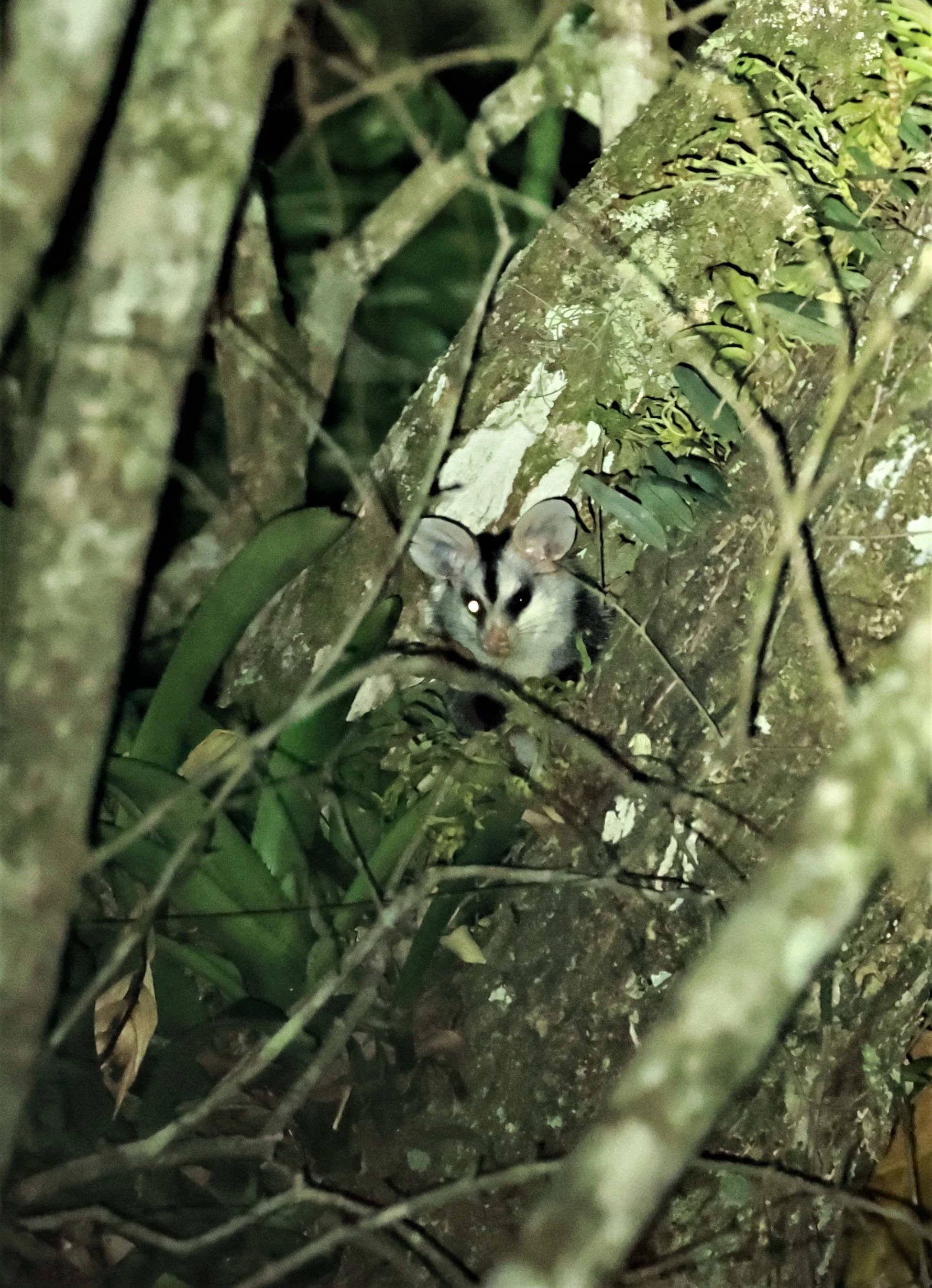 White-eared Opossum (Didelphis albiventris) — Coke Smith Wildlife