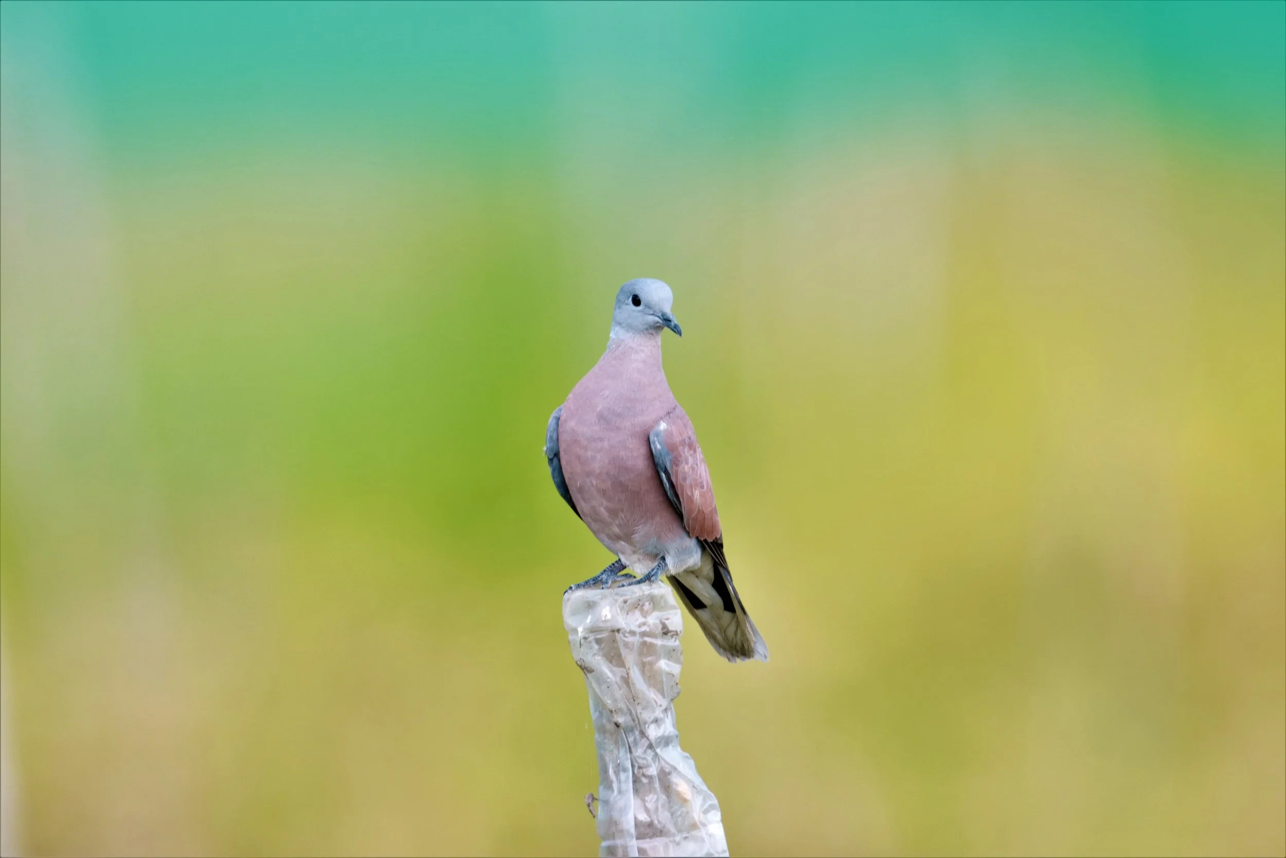 Genus Streptopelia Mourning & Turtle Doves — Coke Smith Wildlife