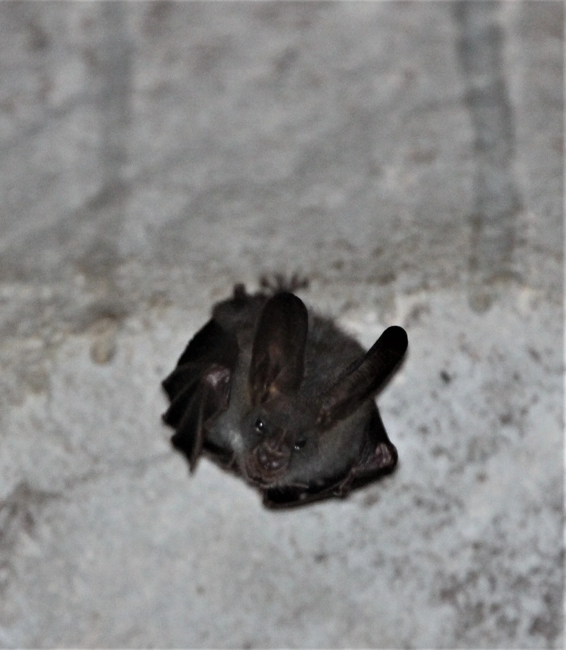 Genus Megaderma - False Vampire Bat — Coke Smith Wildlife