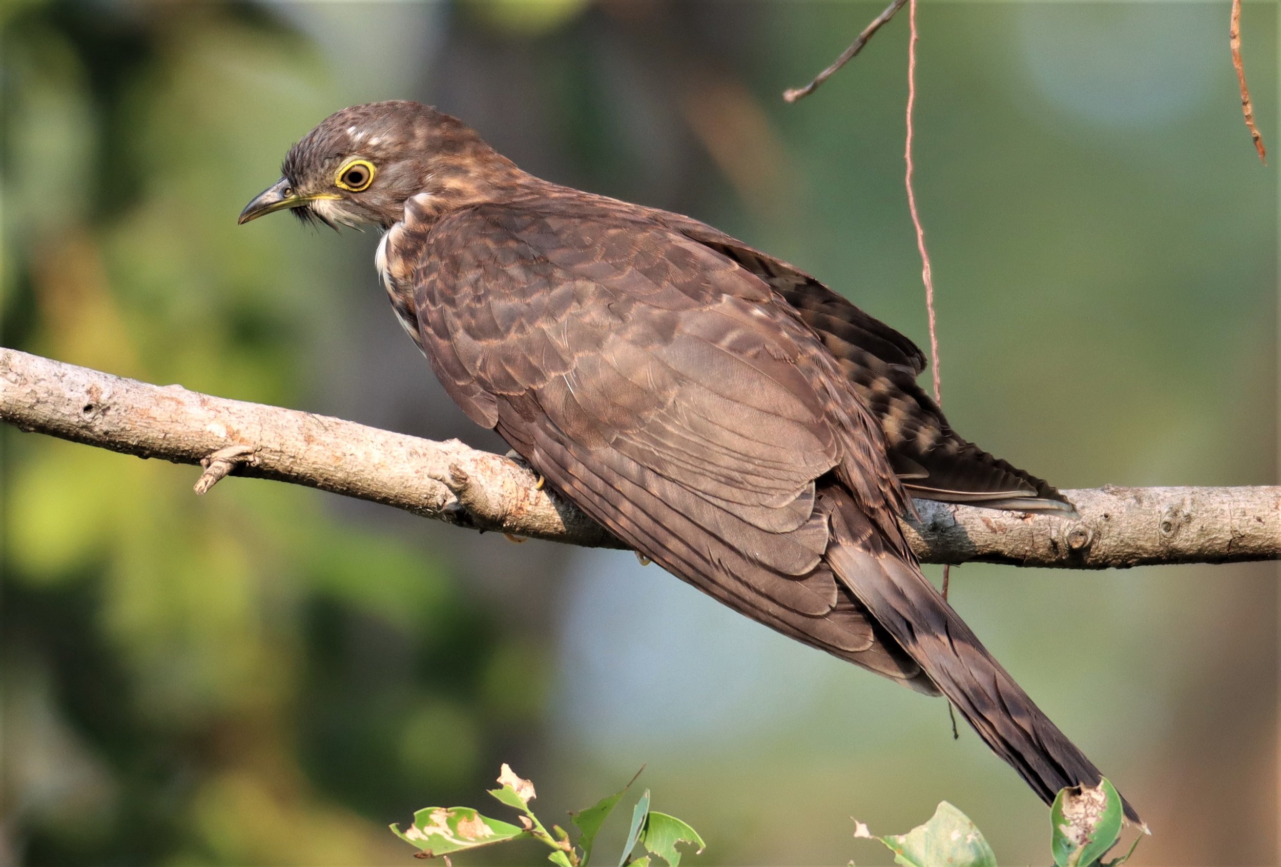 Genus Hierococcyx Hawk-cuckoo — Coke Smith Wildlife