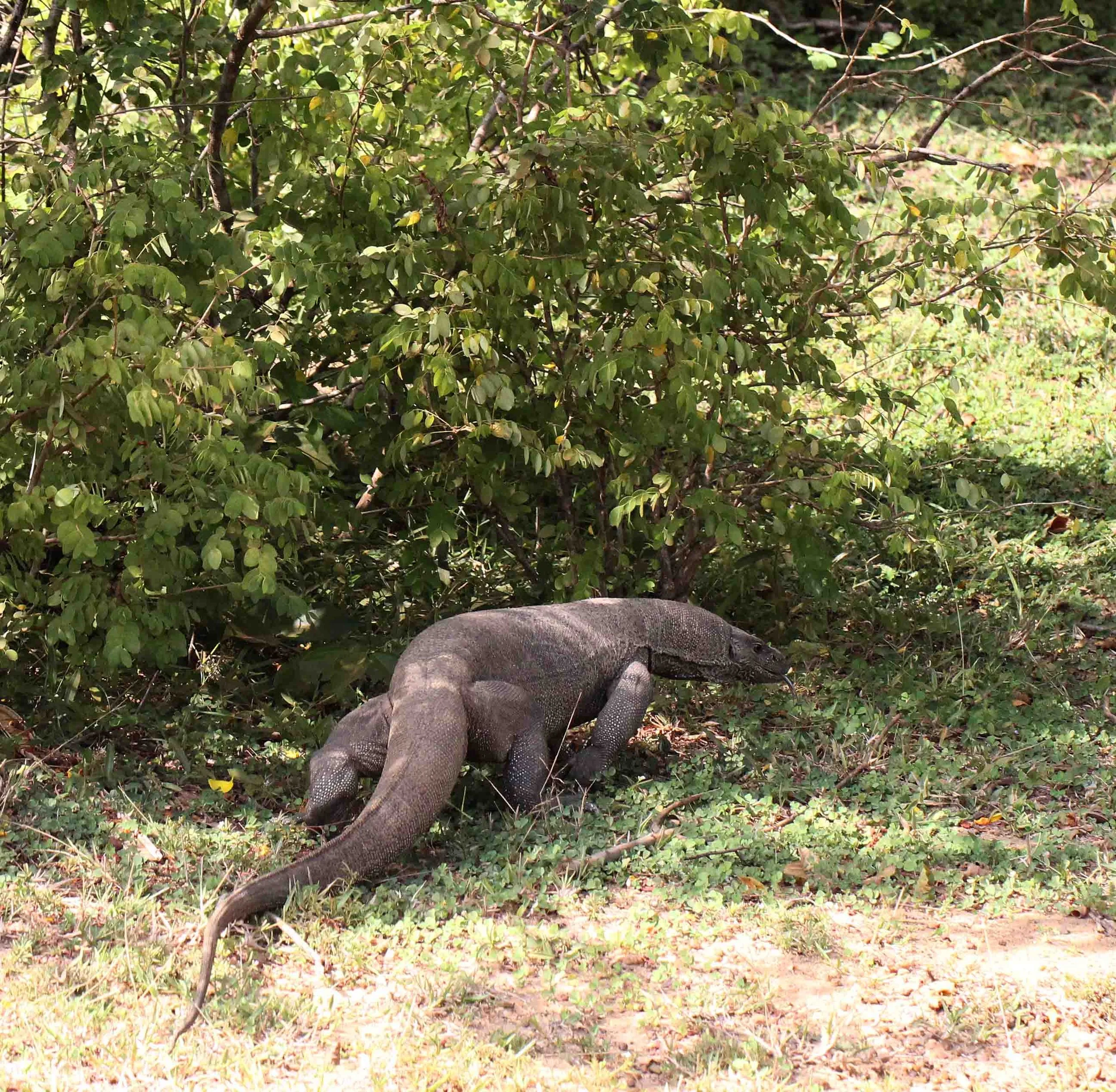 Family Varanidae - Monitor Lizards — Coke Smith Wildlife