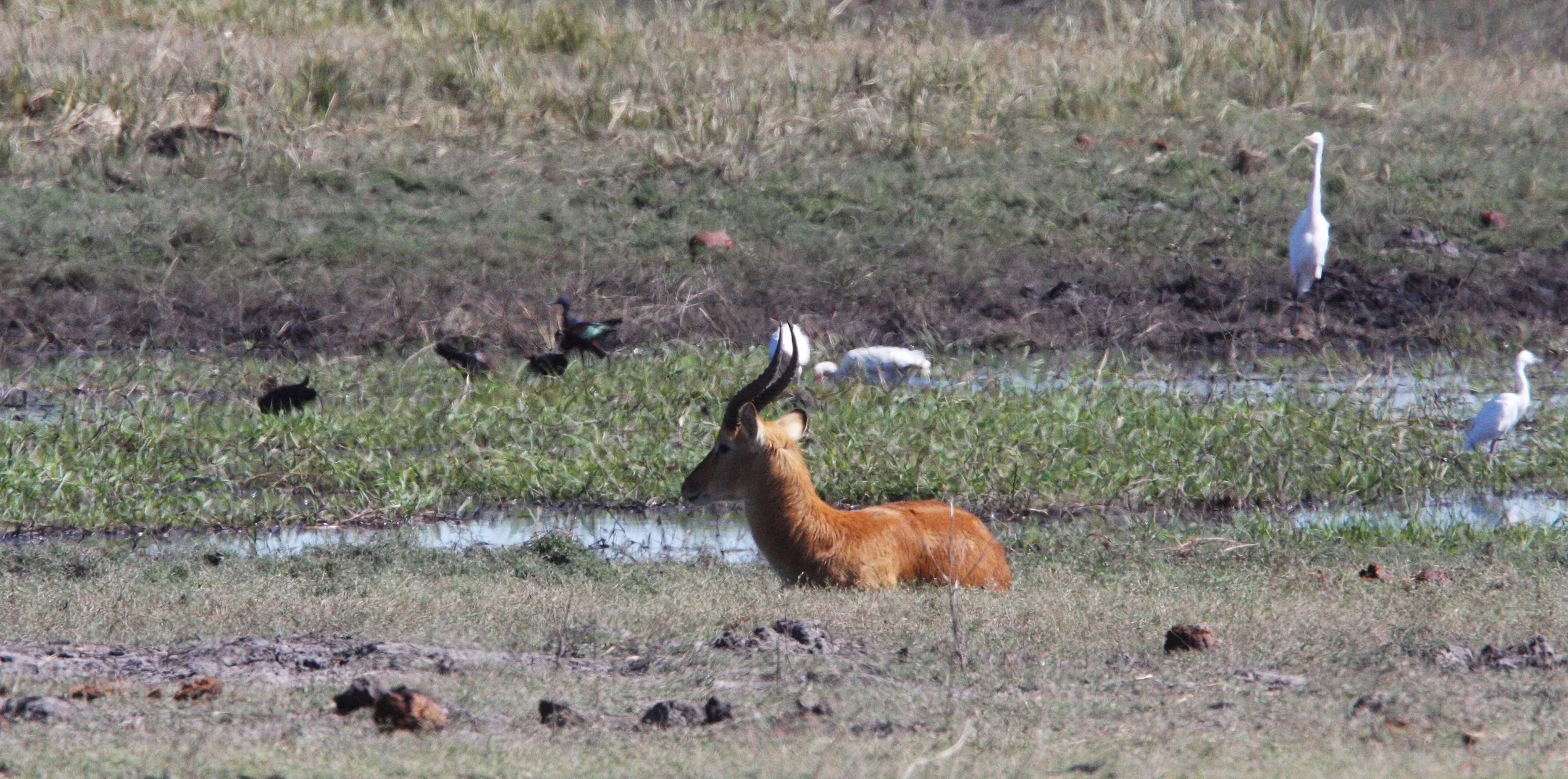 Genus Kobus the Kobs — Coke Smith Wildlife