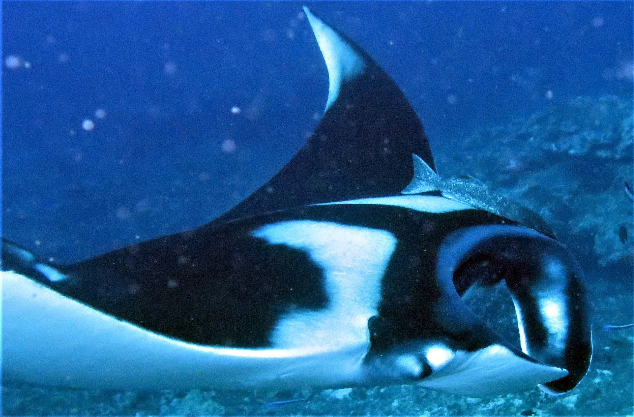 Class Chondrichthyes - Sharks & Rays — Coke Smith Wildlife