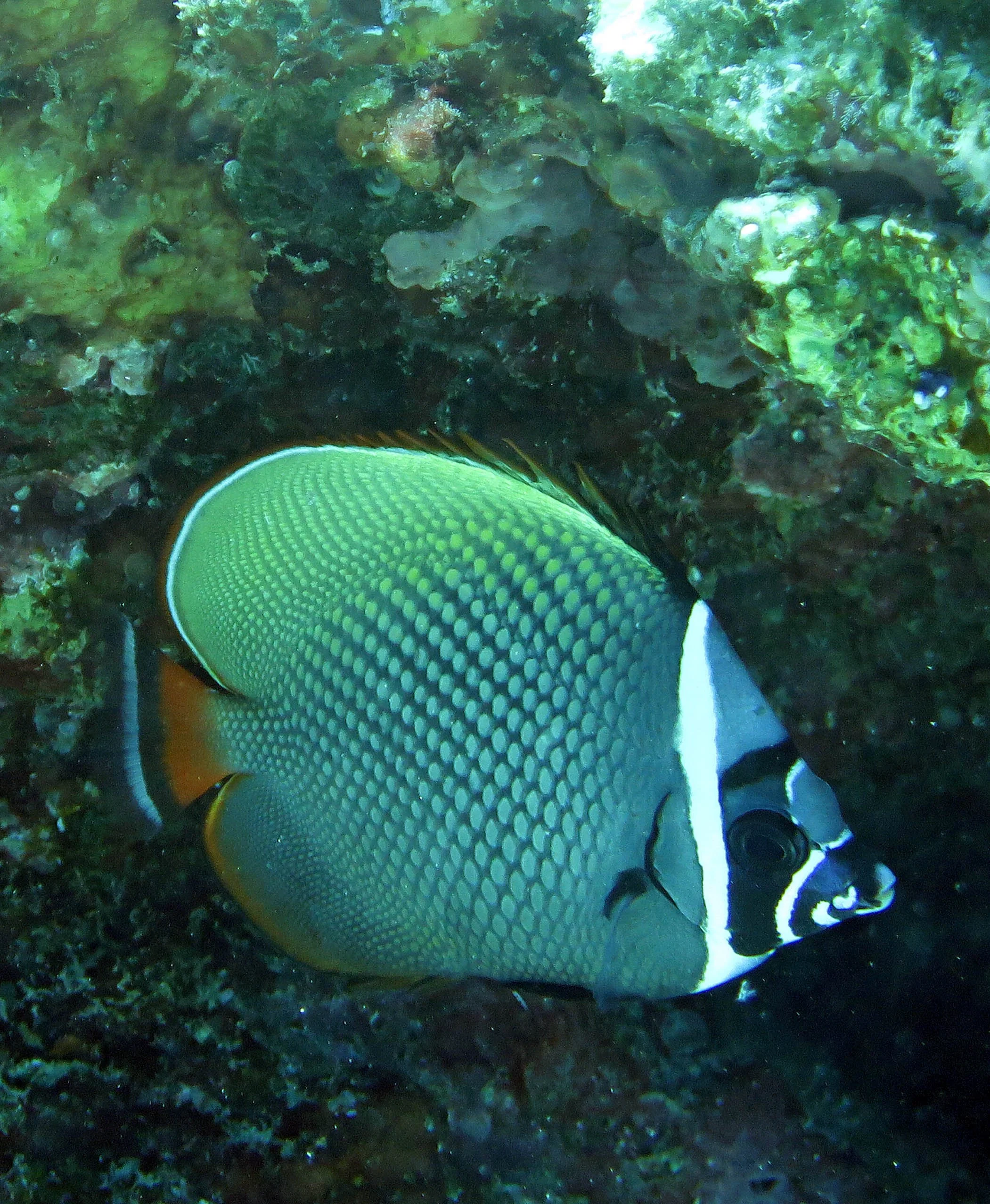 Family Chaetodontidae - Butterflyfish — Coke Smith Wildlife