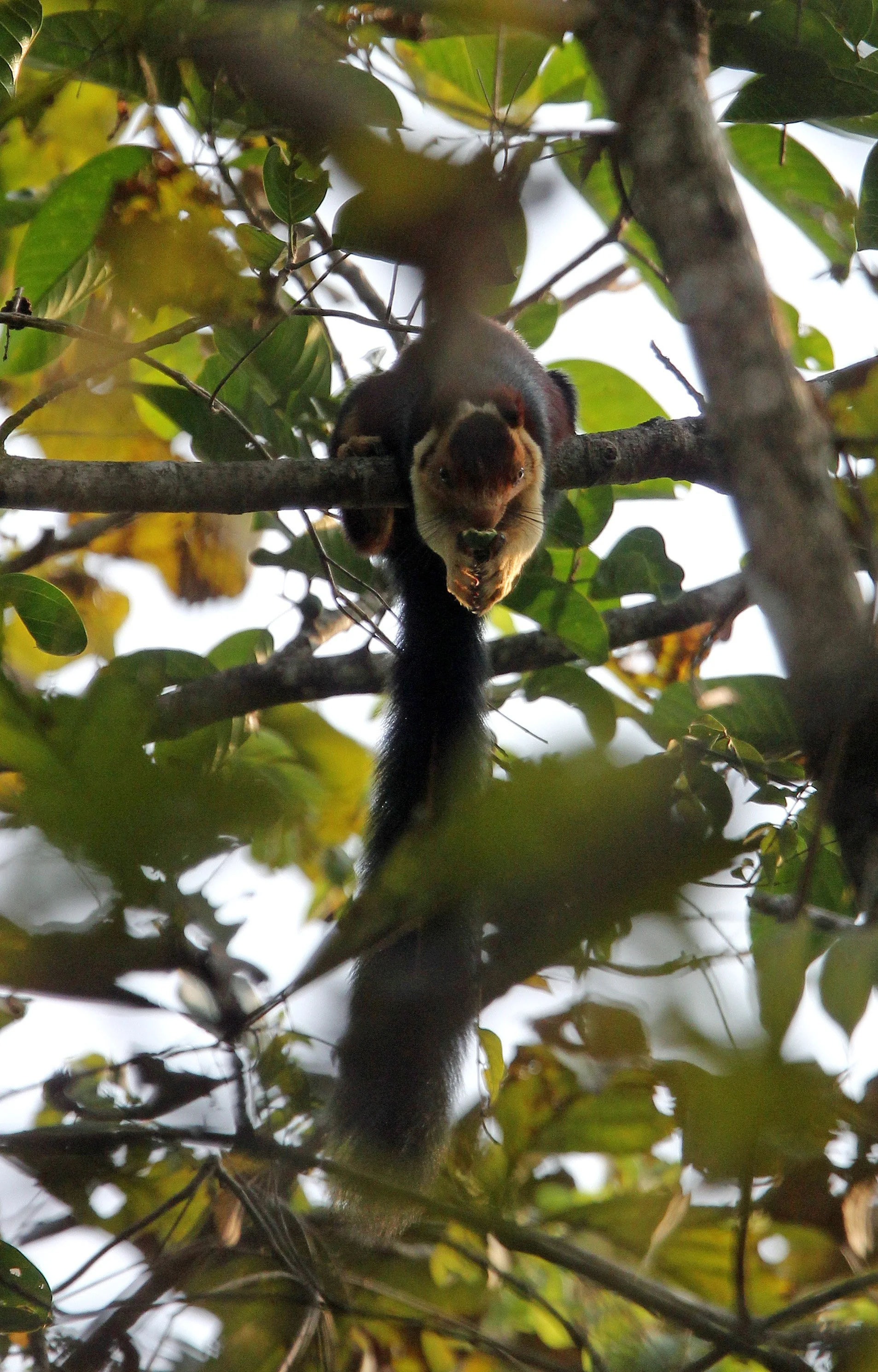 Ratufa indica - Indian Giant Squirrel — Coke Smith Wildlife