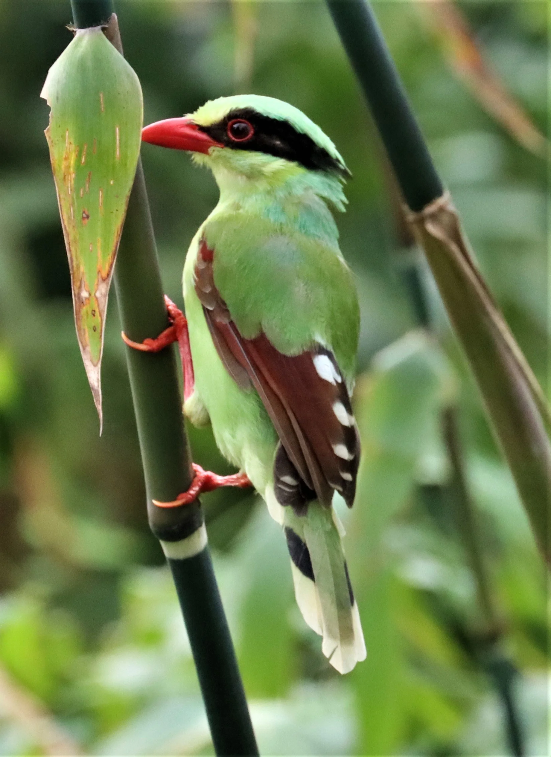 Common Green Magpie (Cissa chinensis) Thailand — Coke Smith Wildlife
