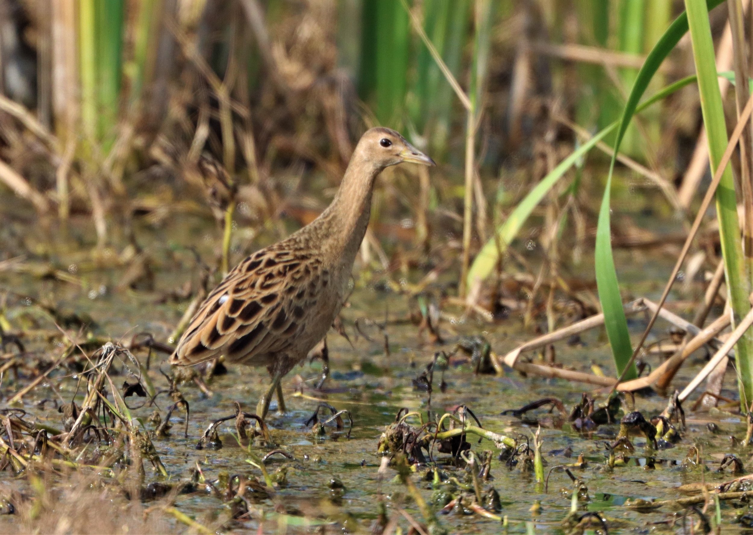 Watercock (Gallicrex cinerea) Thap Yao Rice Fields Lat Krabang Bangkok ...