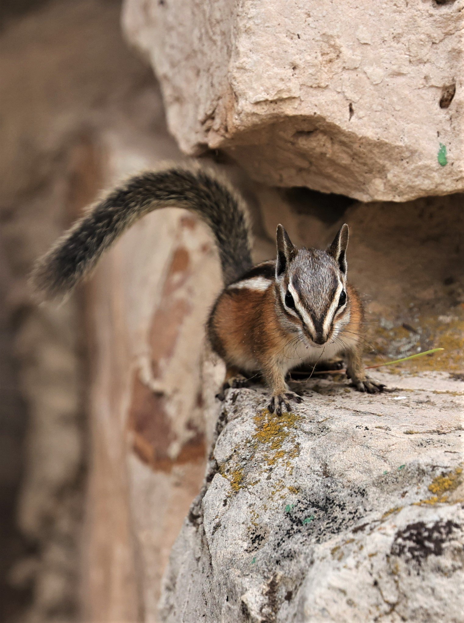 Genus Neotamias Western Chipmunks — Coke Smith Wildlife