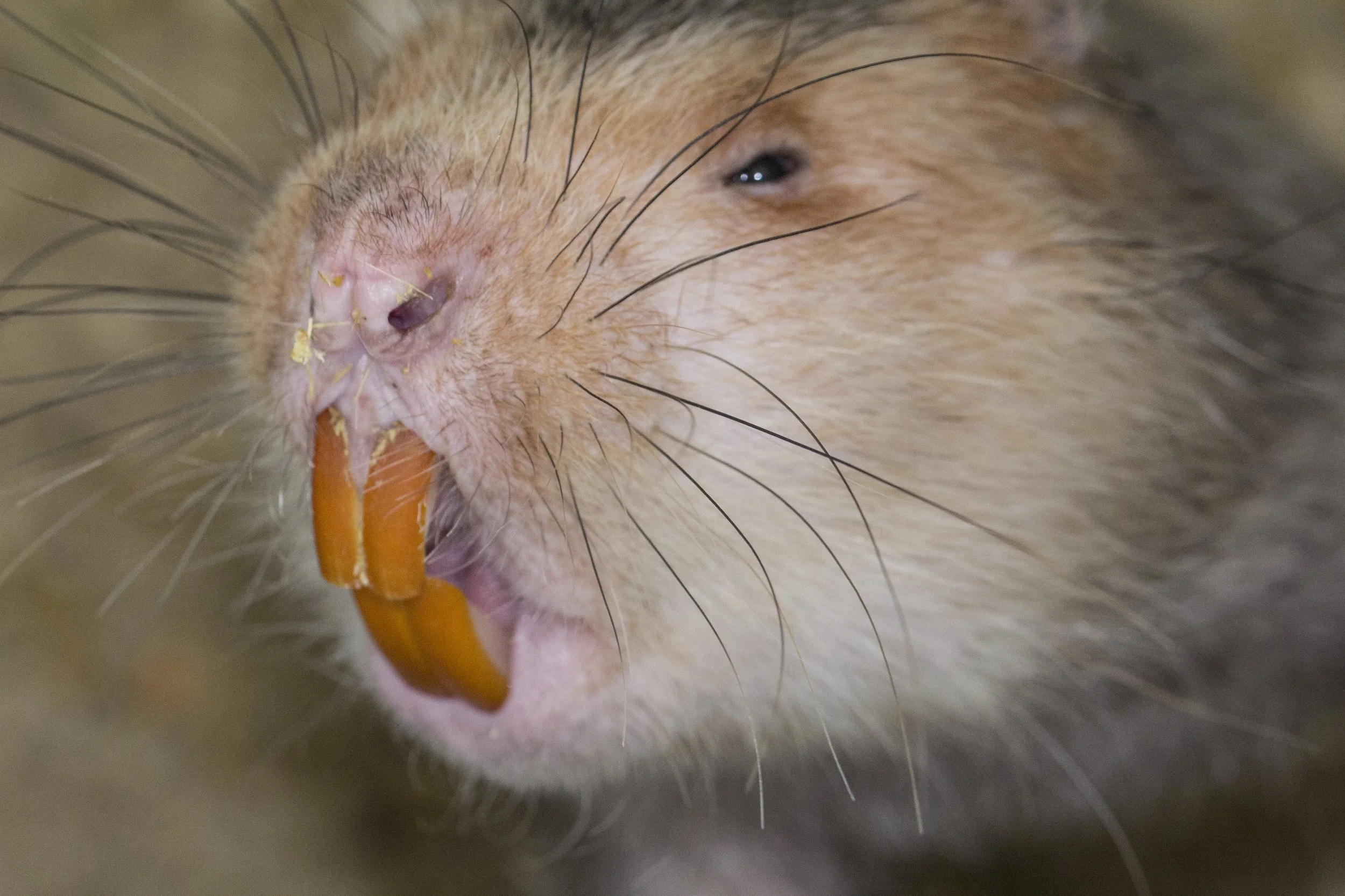 Genus Rhizomys - Bamboo Rats — Coke Smith Wildlife