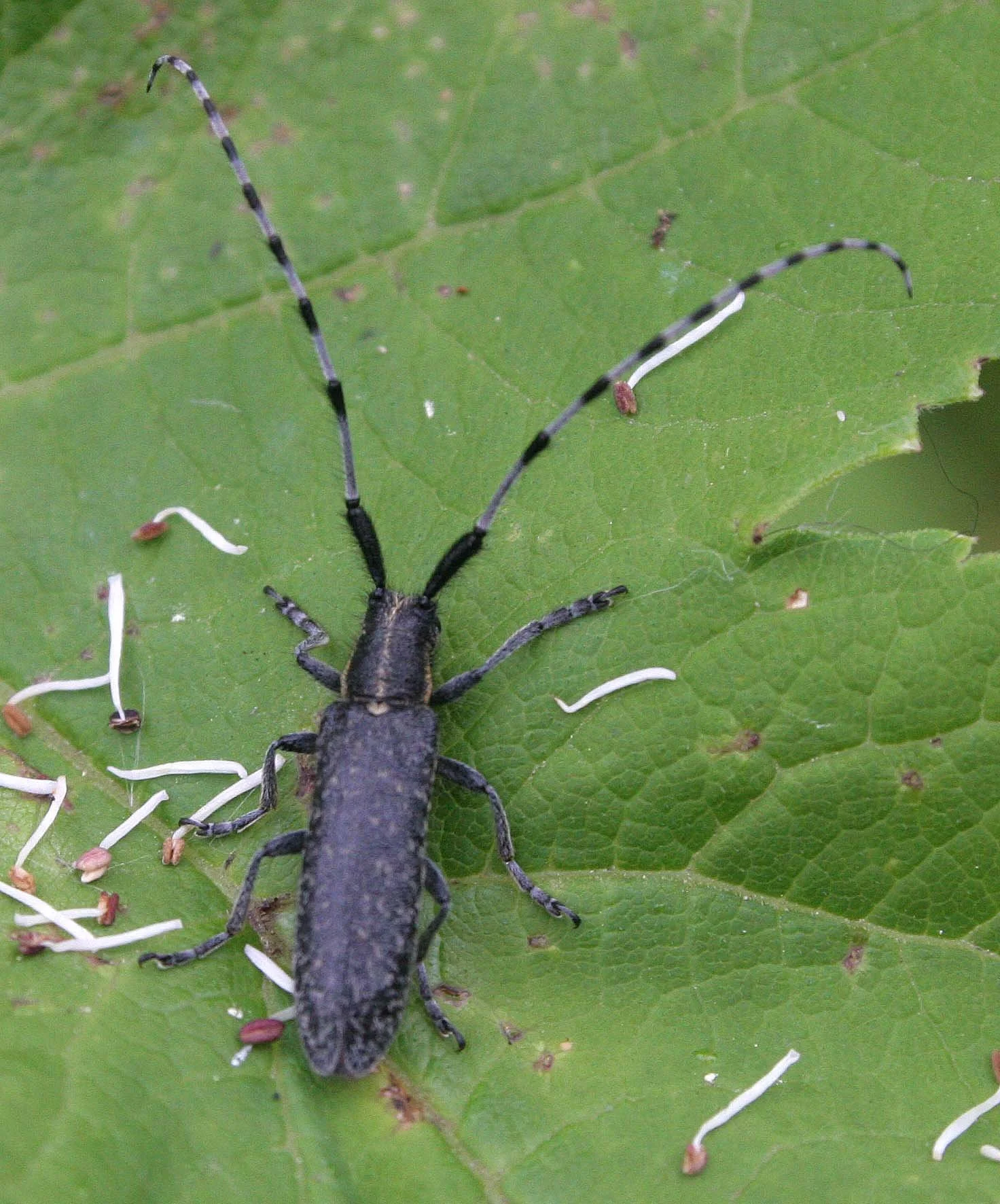Family Cerambycidae - Longhorn Beetles — Coke Smith Wildlife