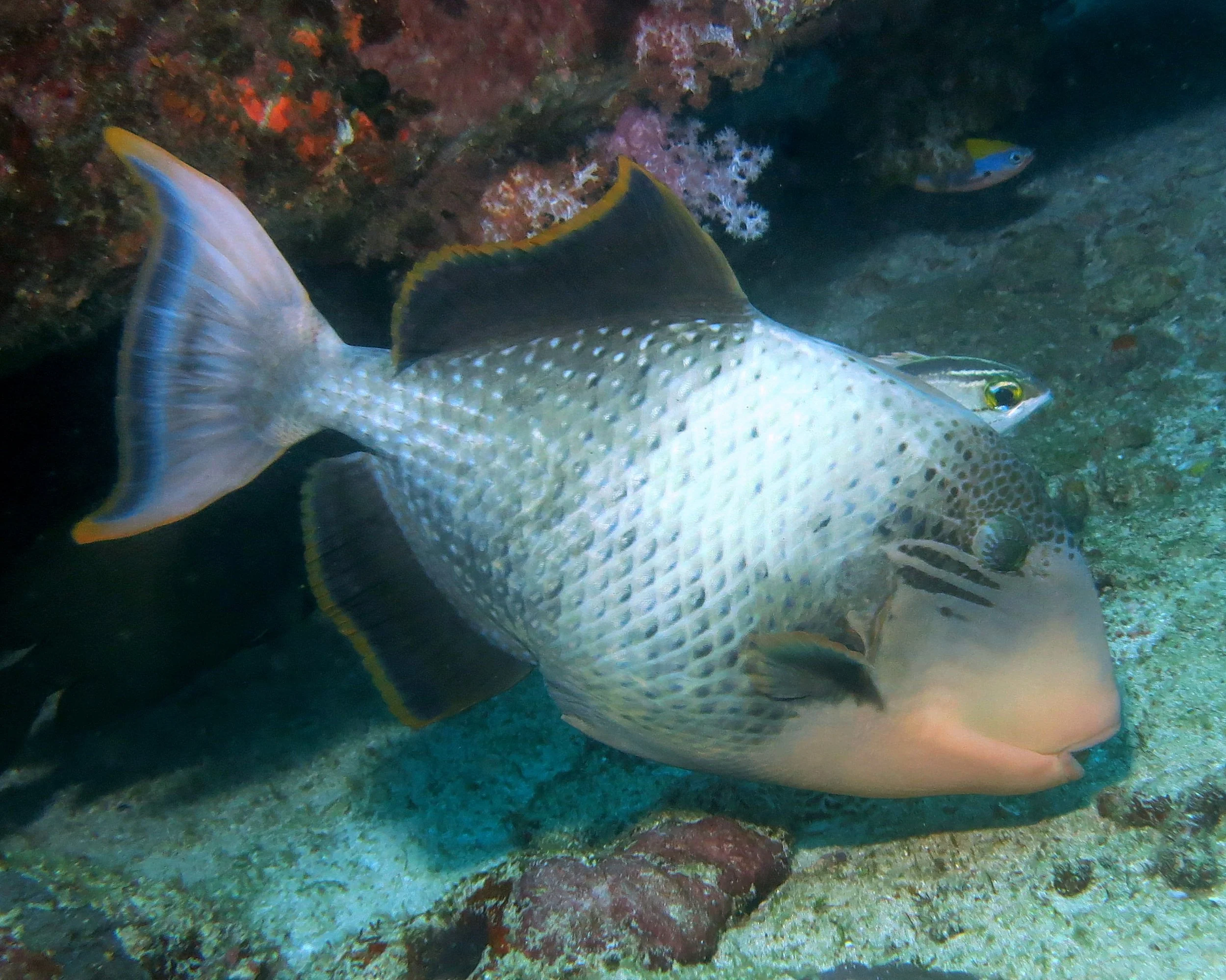 Marine & Freshwater Fish — Coke Smith Wildlife