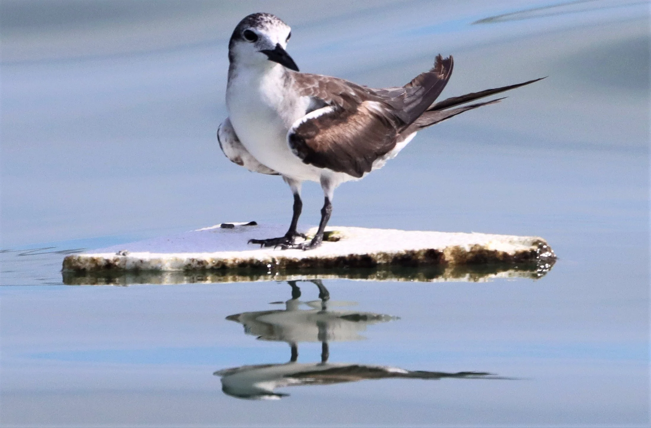 Bridled Tern (Onychoprion anaethetus) Thailand — Coke Smith Wildlife