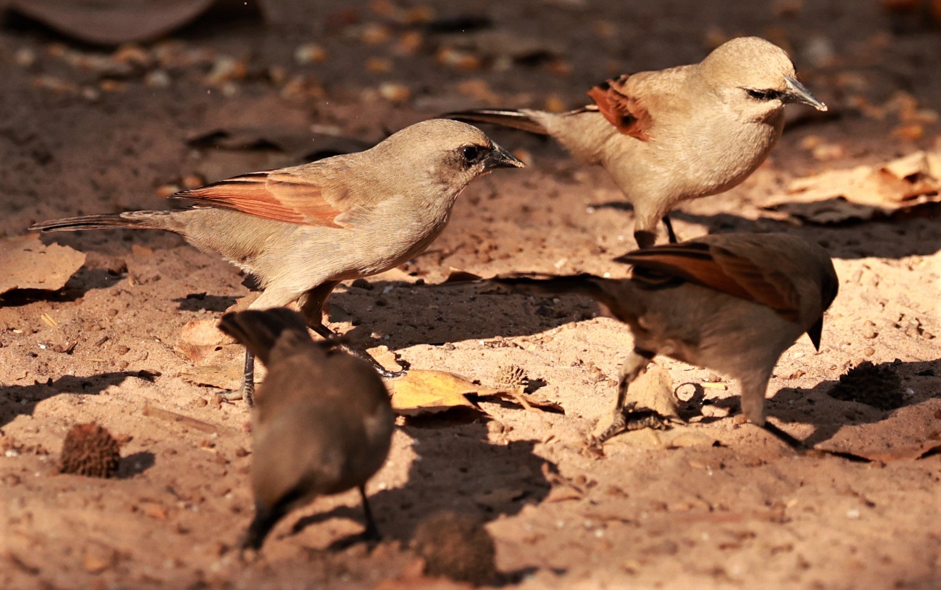 Birds of Pouso Alegre, Northern Pantanal — Coke Smith Wildlife