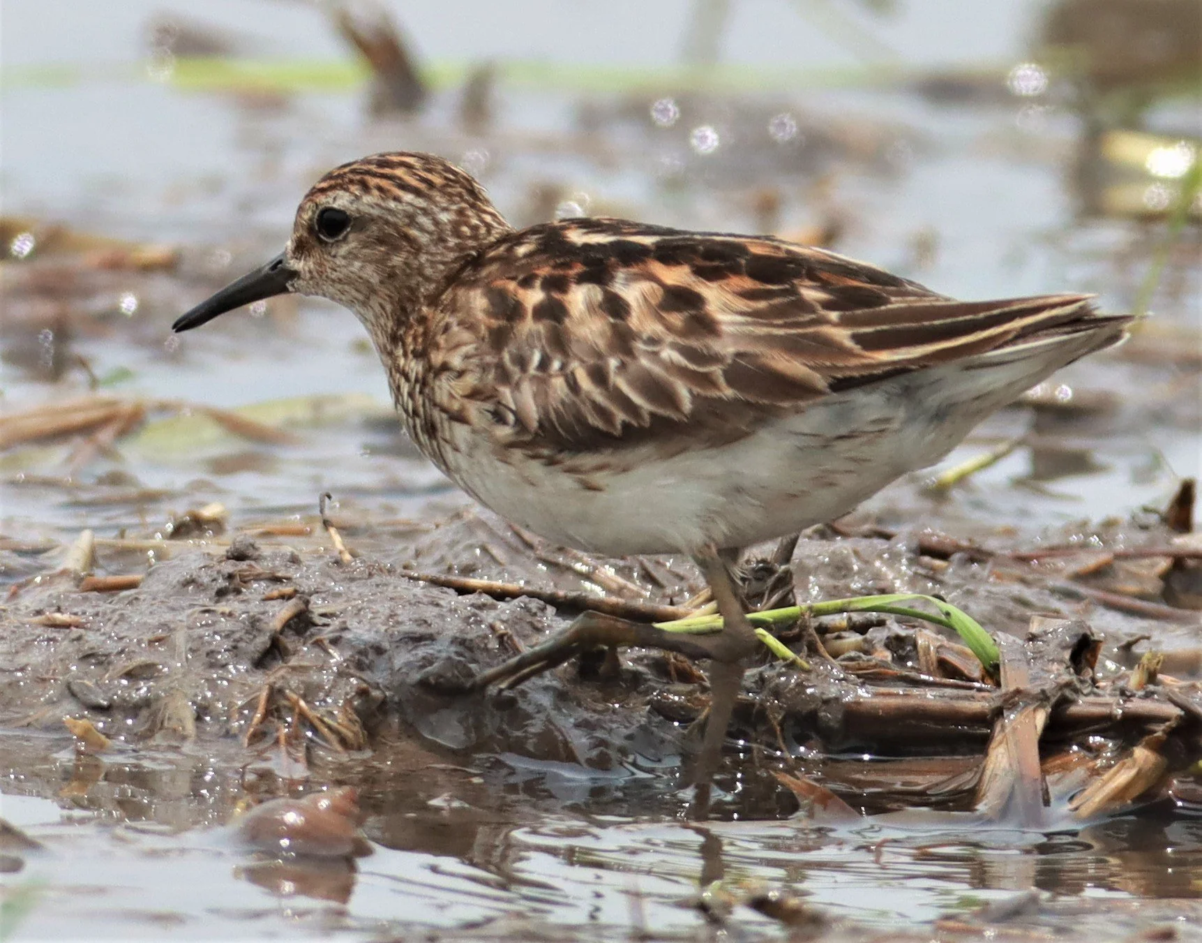 Long-toed stint, Calidris subminuta — Coke Smith Wildlife