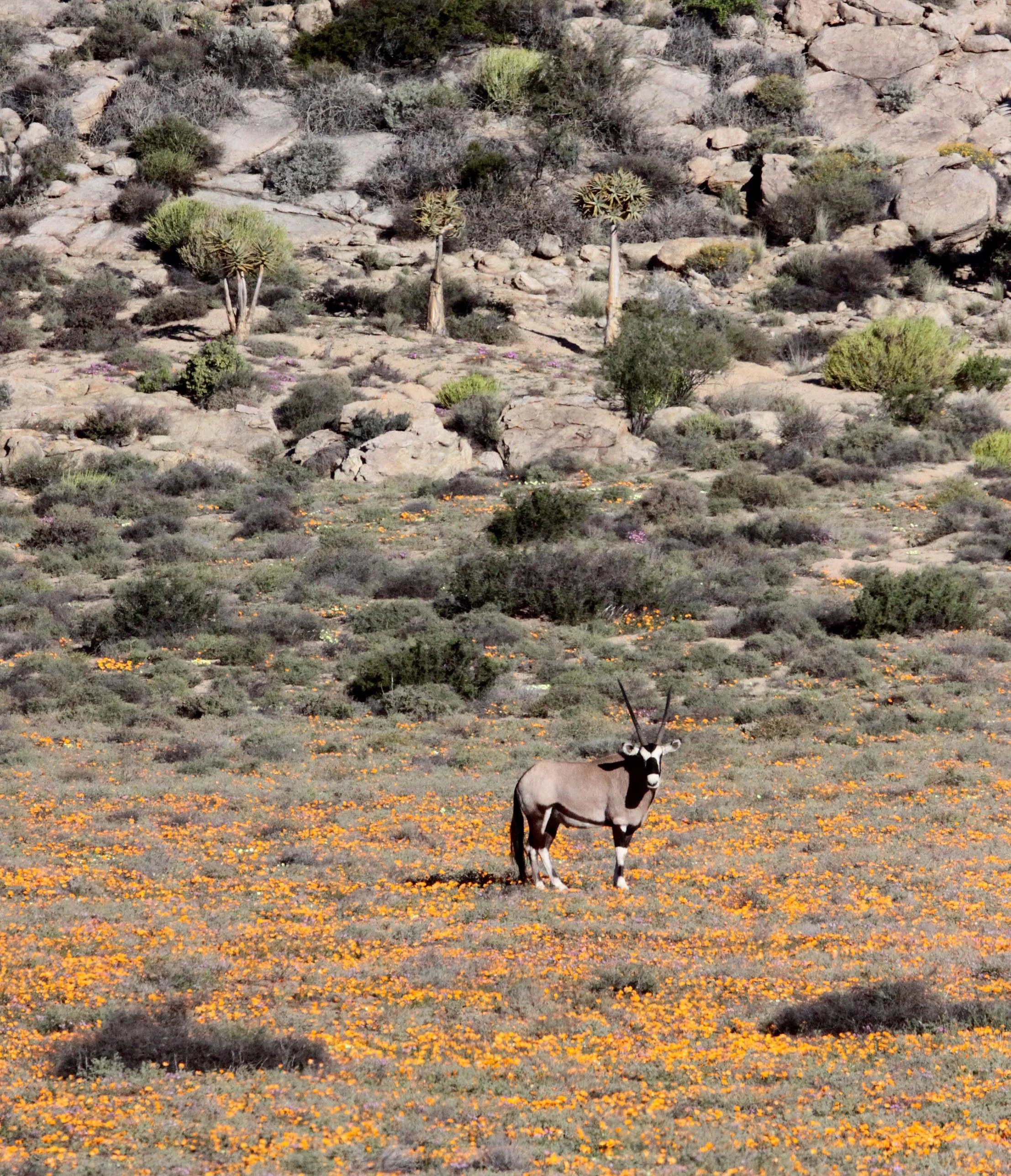 Genus Oryx gazella Gemsbok — Coke Smith Wildlife