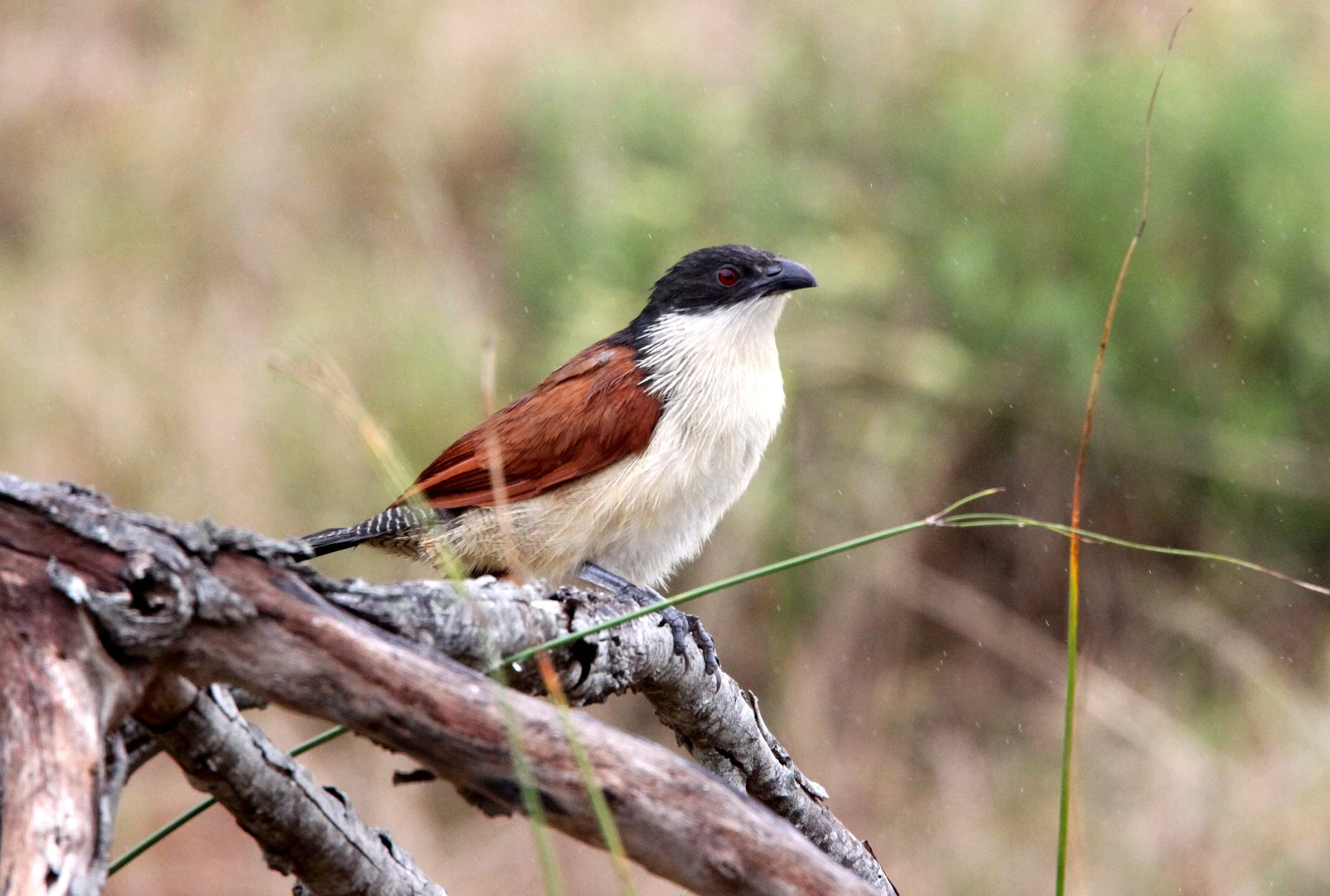 Genus Centropus Coucals — Coke Smith Wildlife