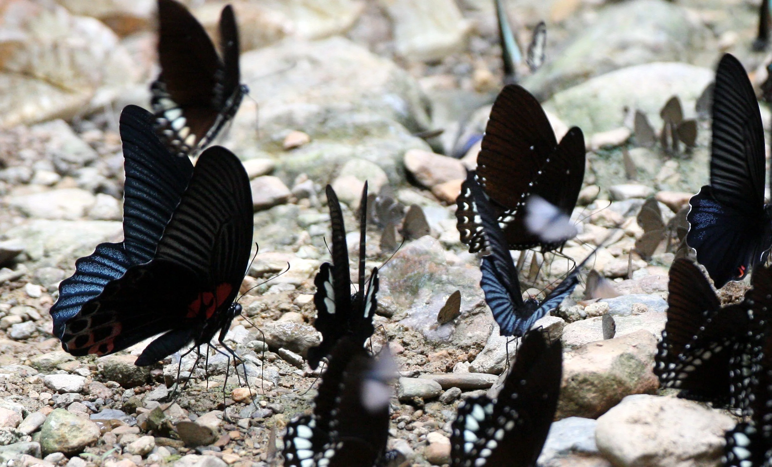 Family Papilionidae - Swallowtail Butterflies — Coke Smith Wildlife