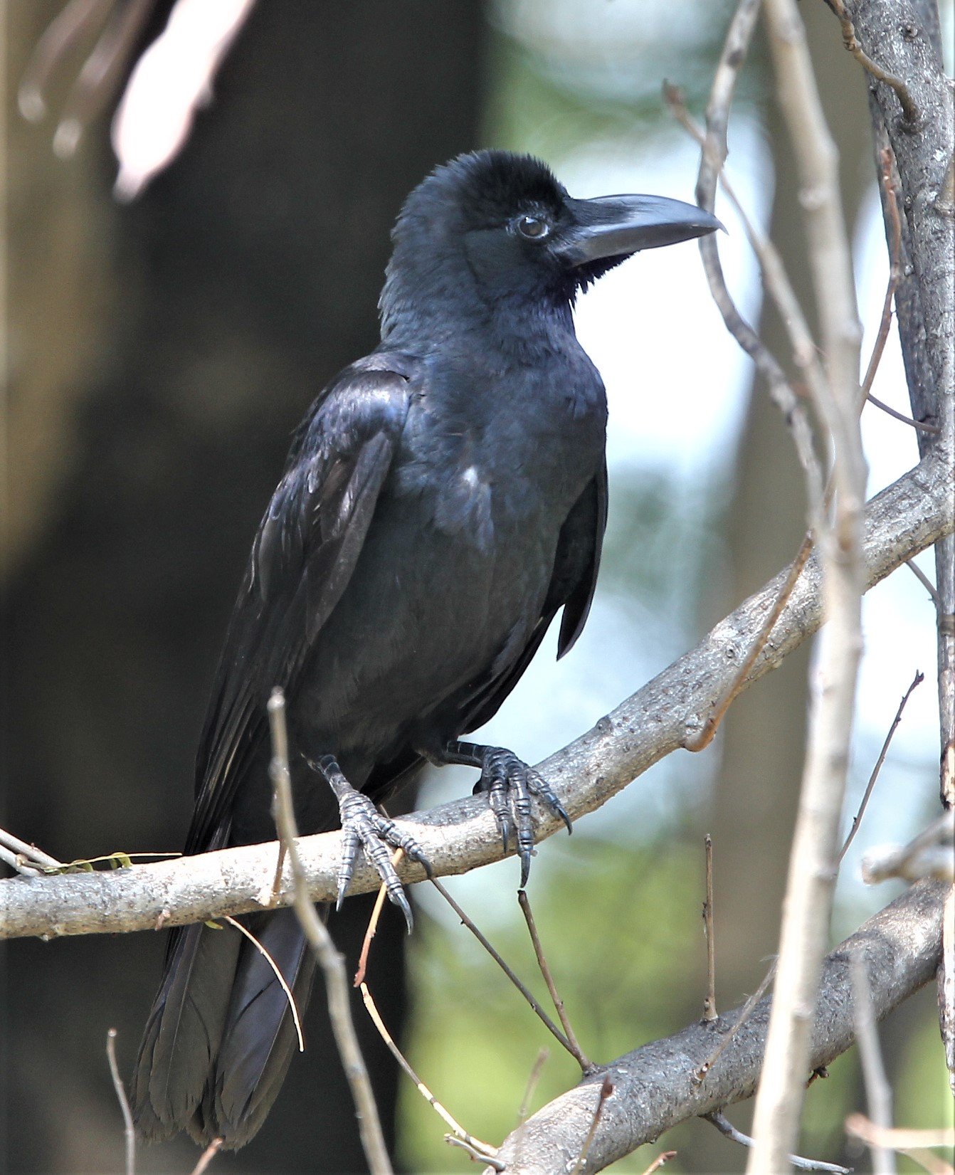 Large-billed Crow (Corvus macrorhynchos) Thailand, China, Japan — Coke ...