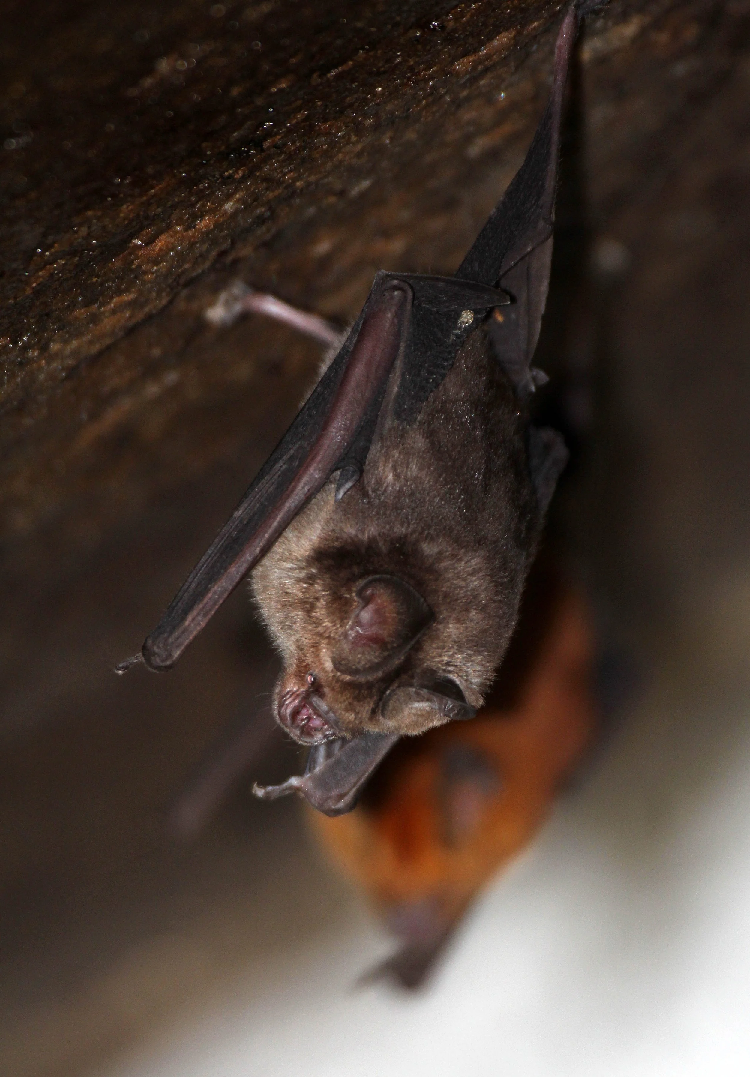 Hipposideros speoris - Schneider's Roundleaf Bat — Coke Smith Wildlife